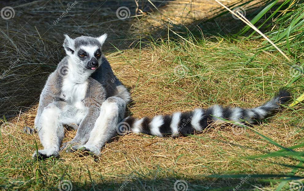 Ring Tailed Lemur stock photo. Image of tailed, life - 26674548