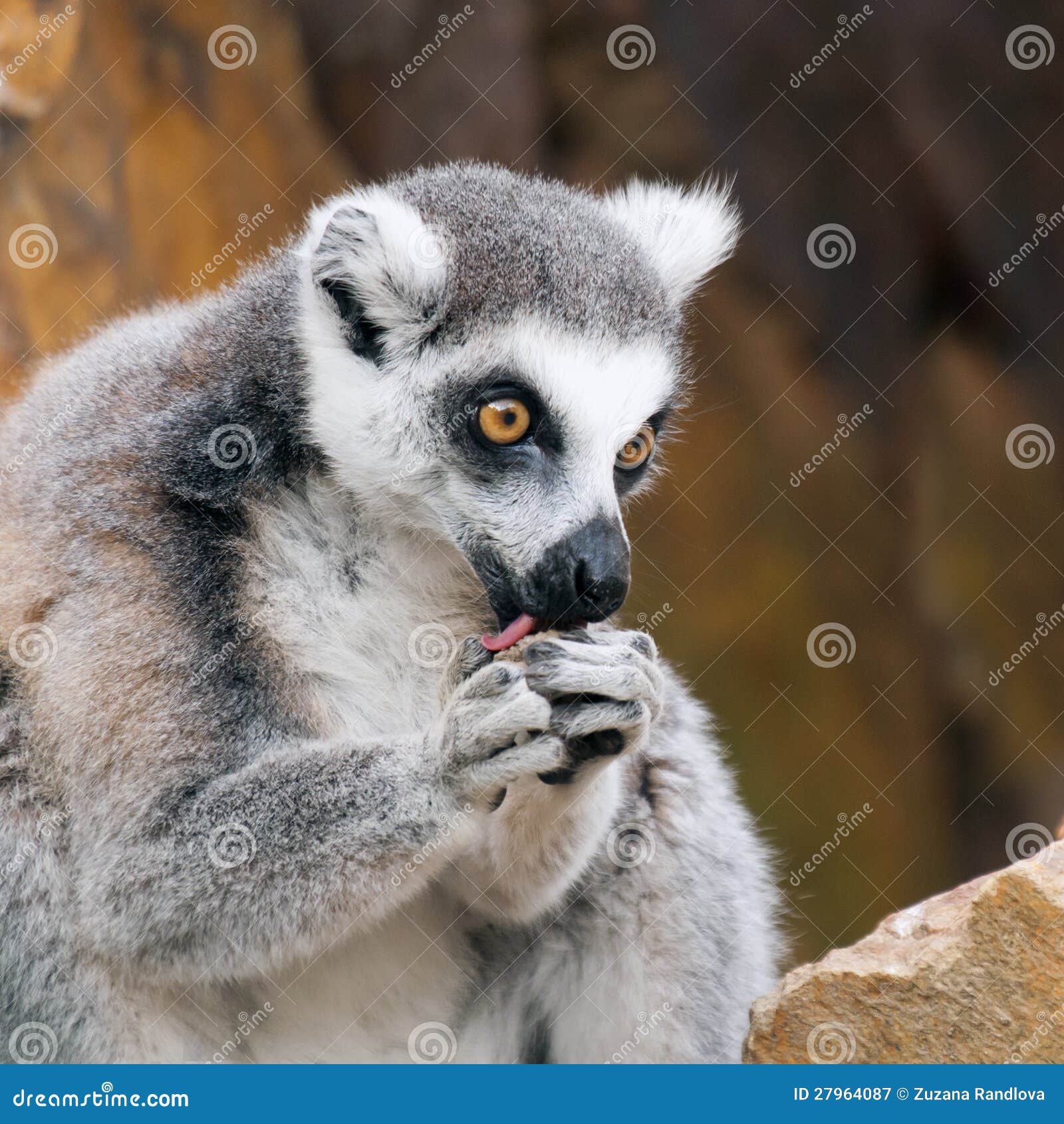Ring-tailed lemur stock image. Image of closeup, jungle - 27964087