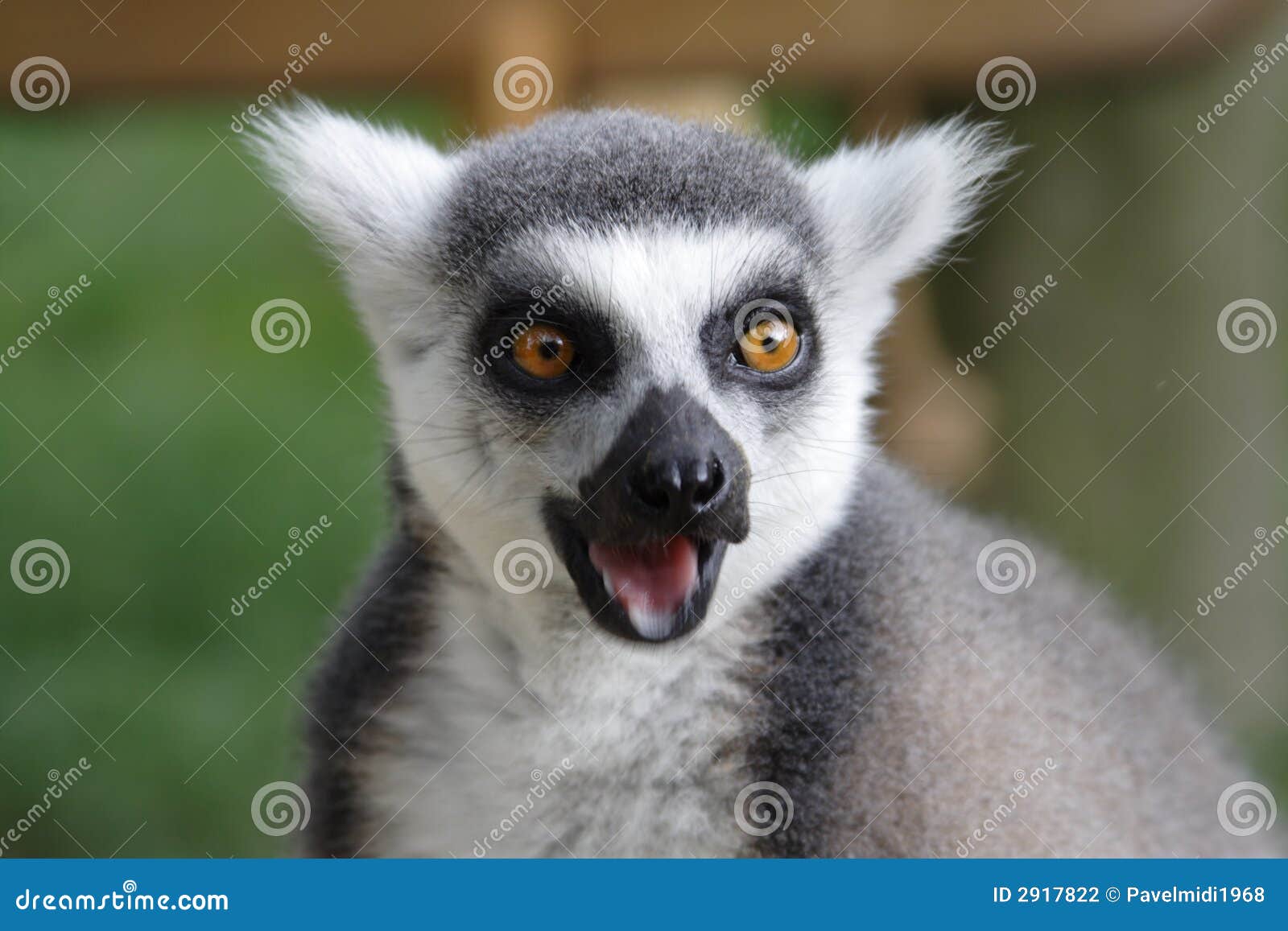 Ring Tailed Lemur stock photo. Image of cute, eyes, captive - 2917822