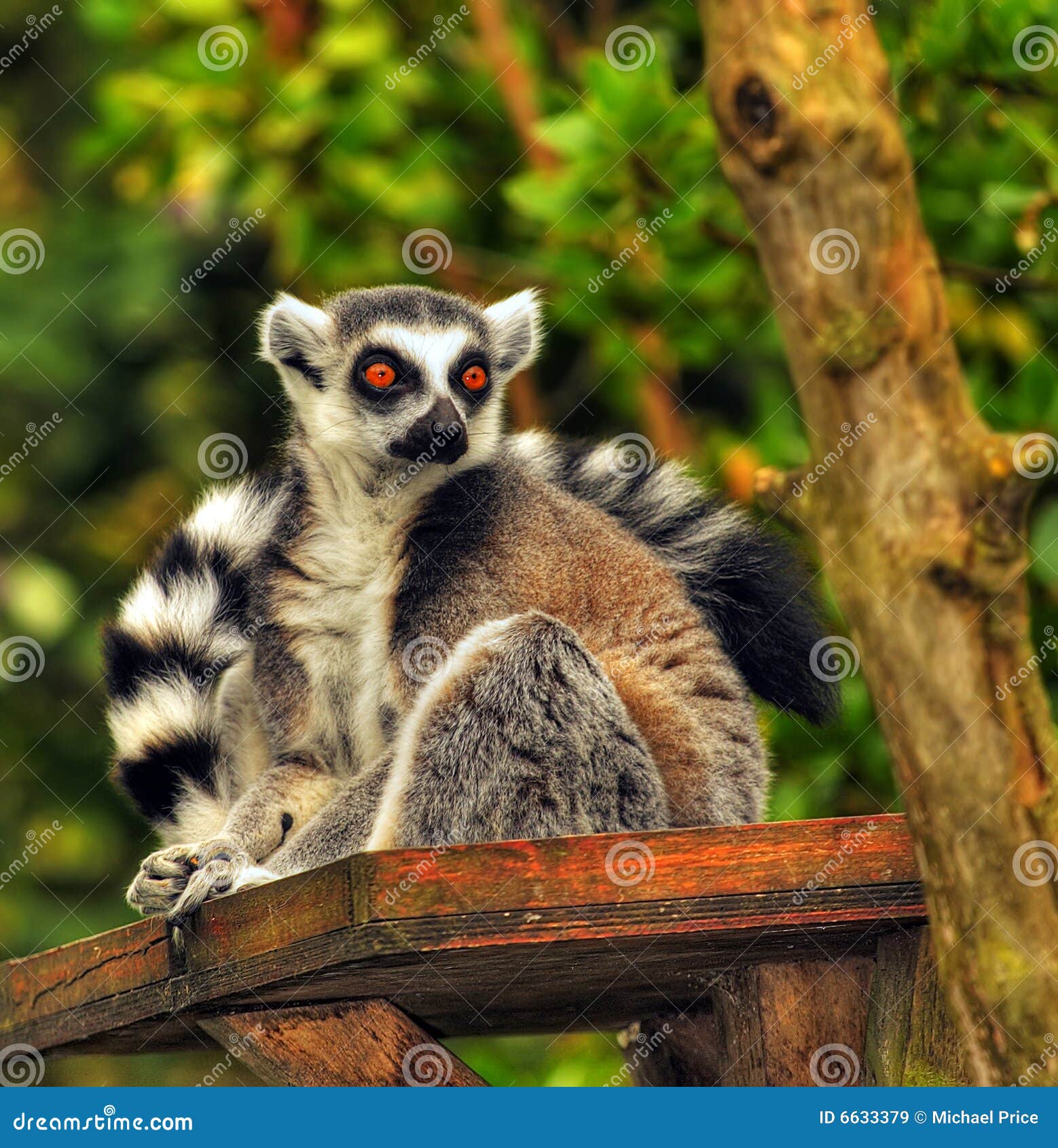 Ring Tailed Lemur stock image. Image of ring, black, tail - 6633379