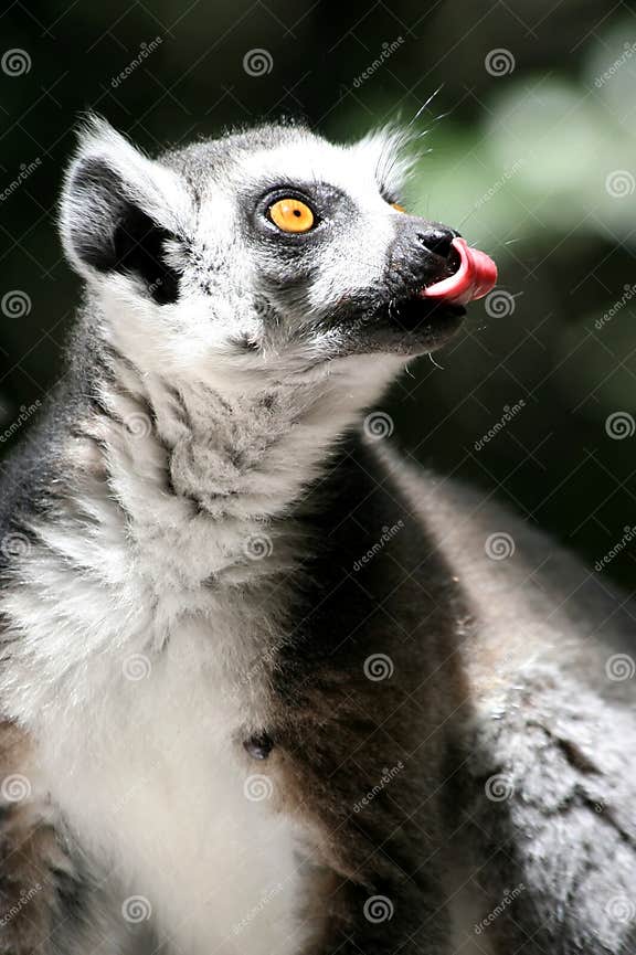Ring tailed lemur stock image. Image of pink, primate - 7372073