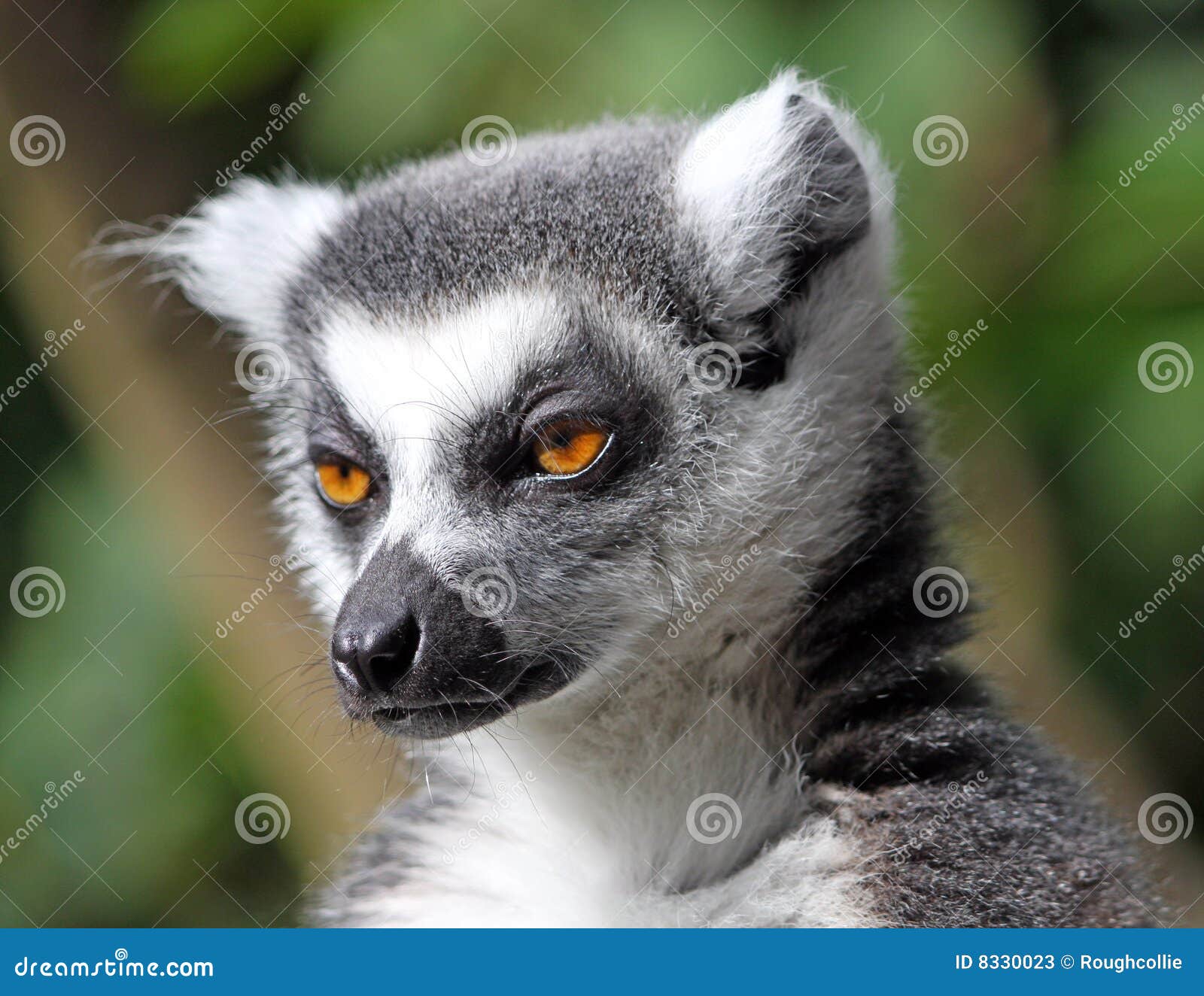 Ring-tailed Lemur stock image. Image of arboreal, animal - 8330023