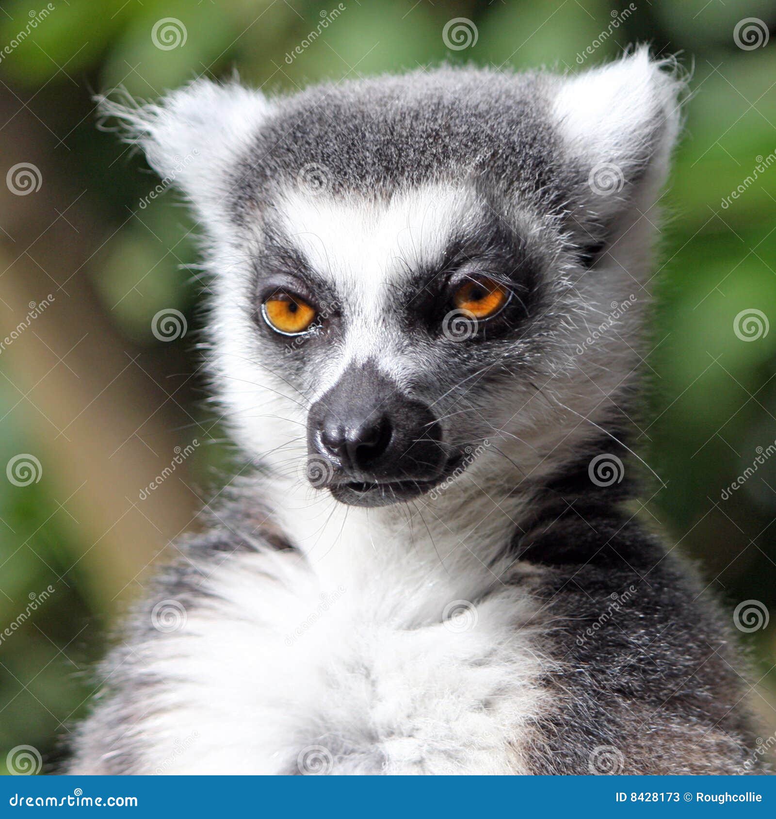 Ring-tailed Lemur stock image. Image of white, wildlife - 8428173