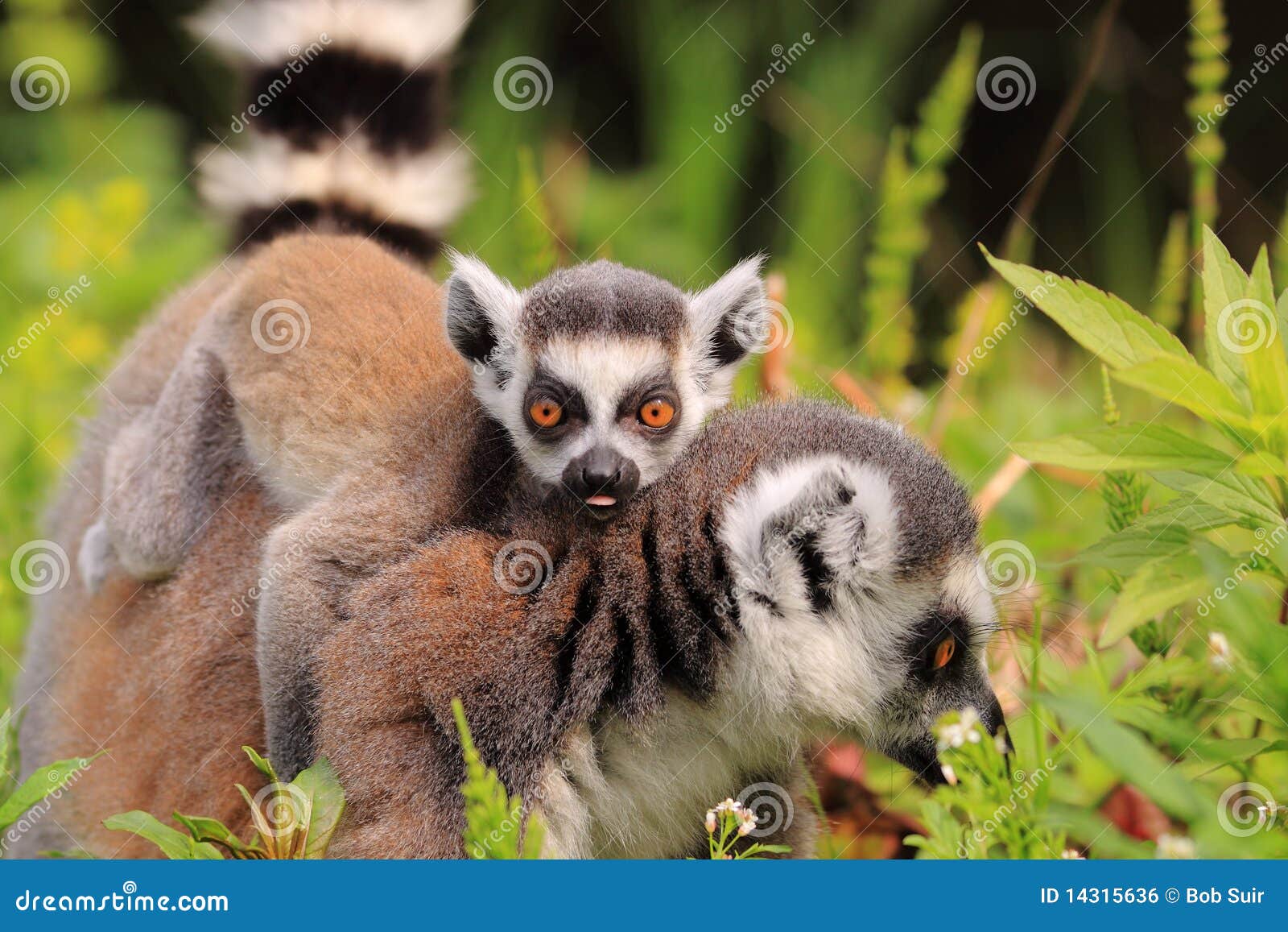 Ring tailed lemur baby stock photo. Image of mammal, african - 14315636