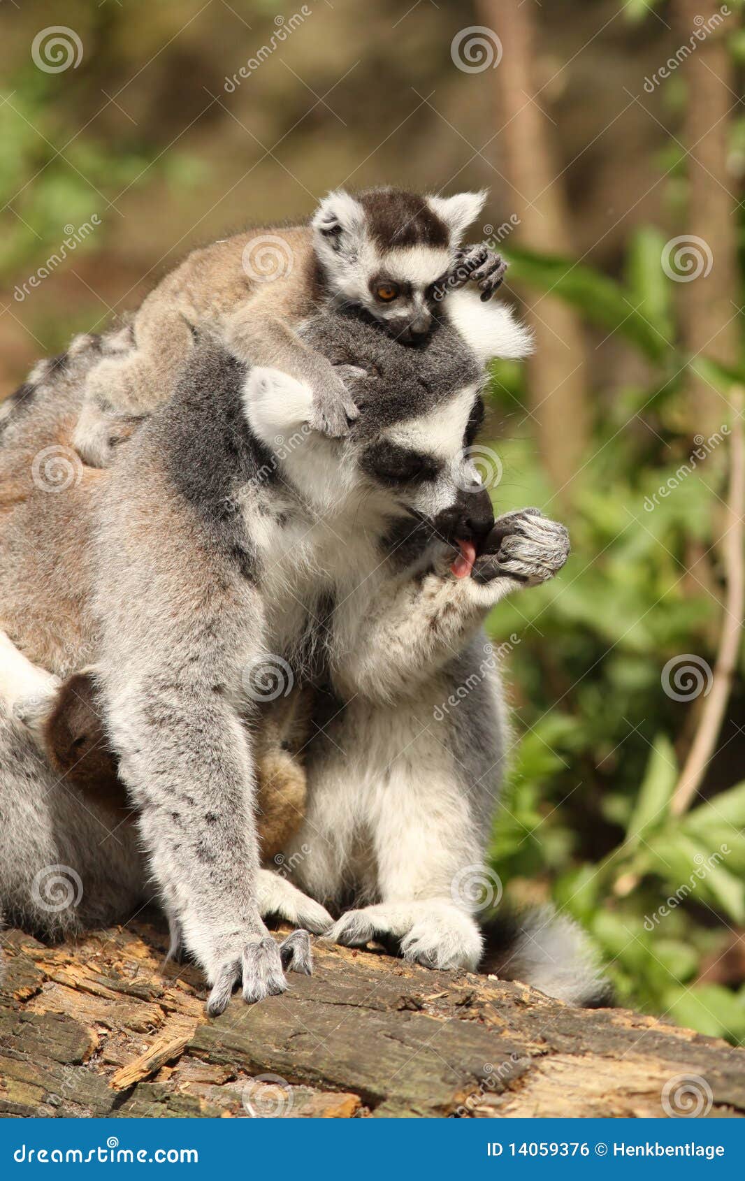 Ring-tailed Lemur With A Baby On Its Head Stock Photo - Image of grey ...