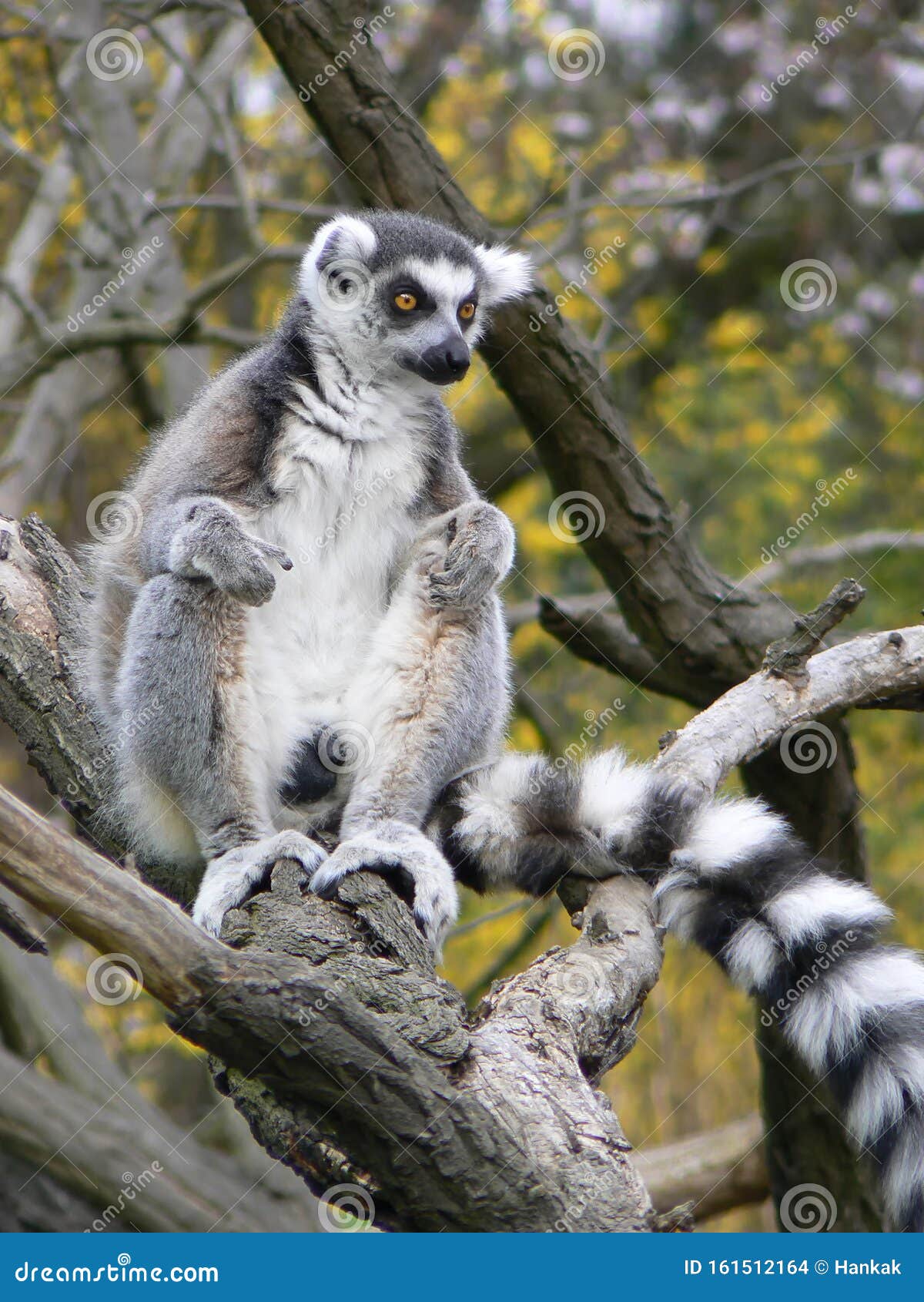 Ring Tailed Lemur on Branch of Tree Stock Photo - Image of wild, nature ...