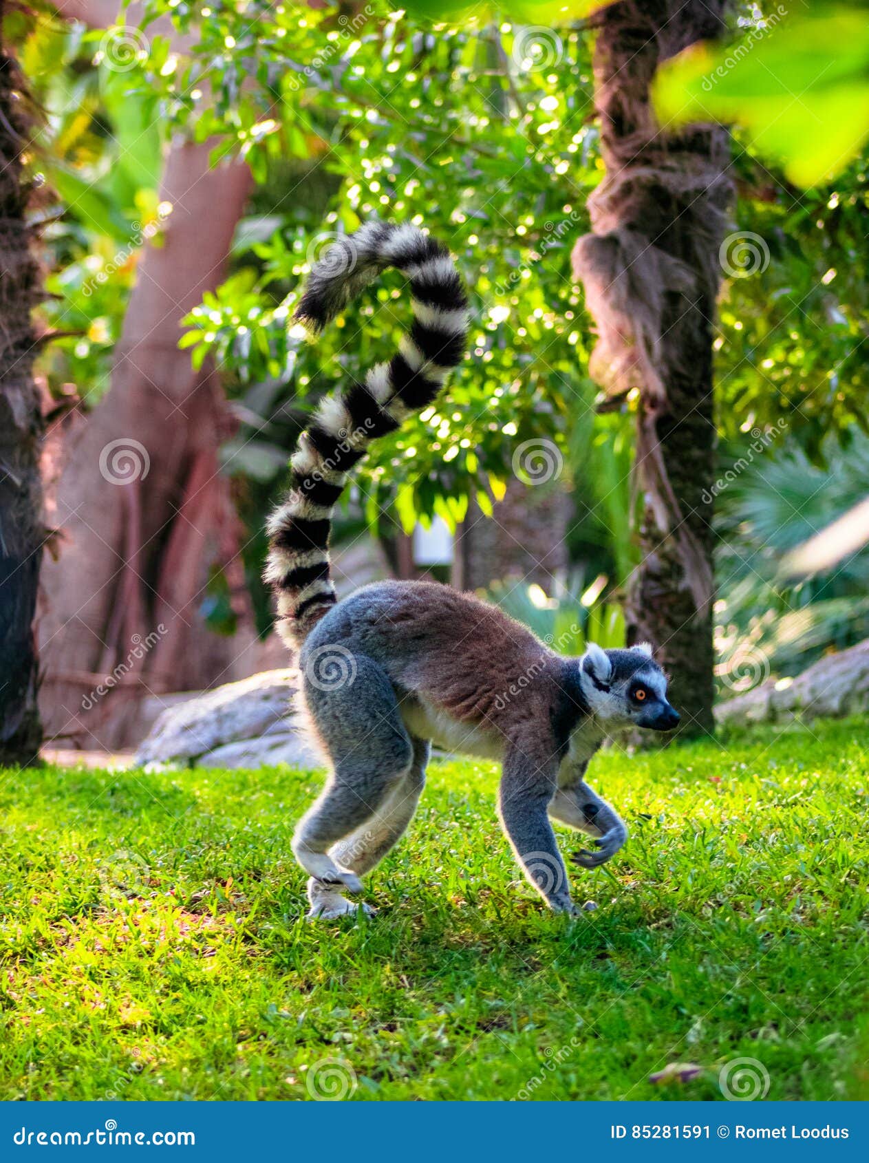 Ring-tailed Lemur stock image. Image of rainforest, tropic - 85281591