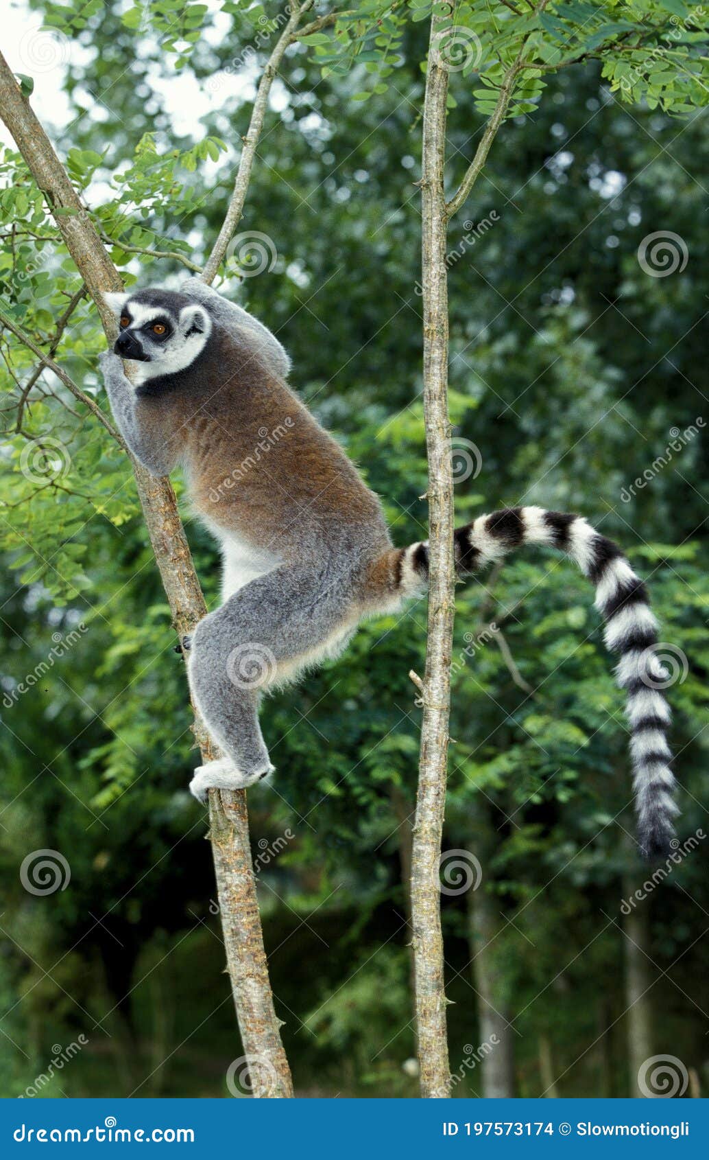 Ring Tailed Lemur, Lemur Catta, Adult Climbing Down Tree Stock Photo ...