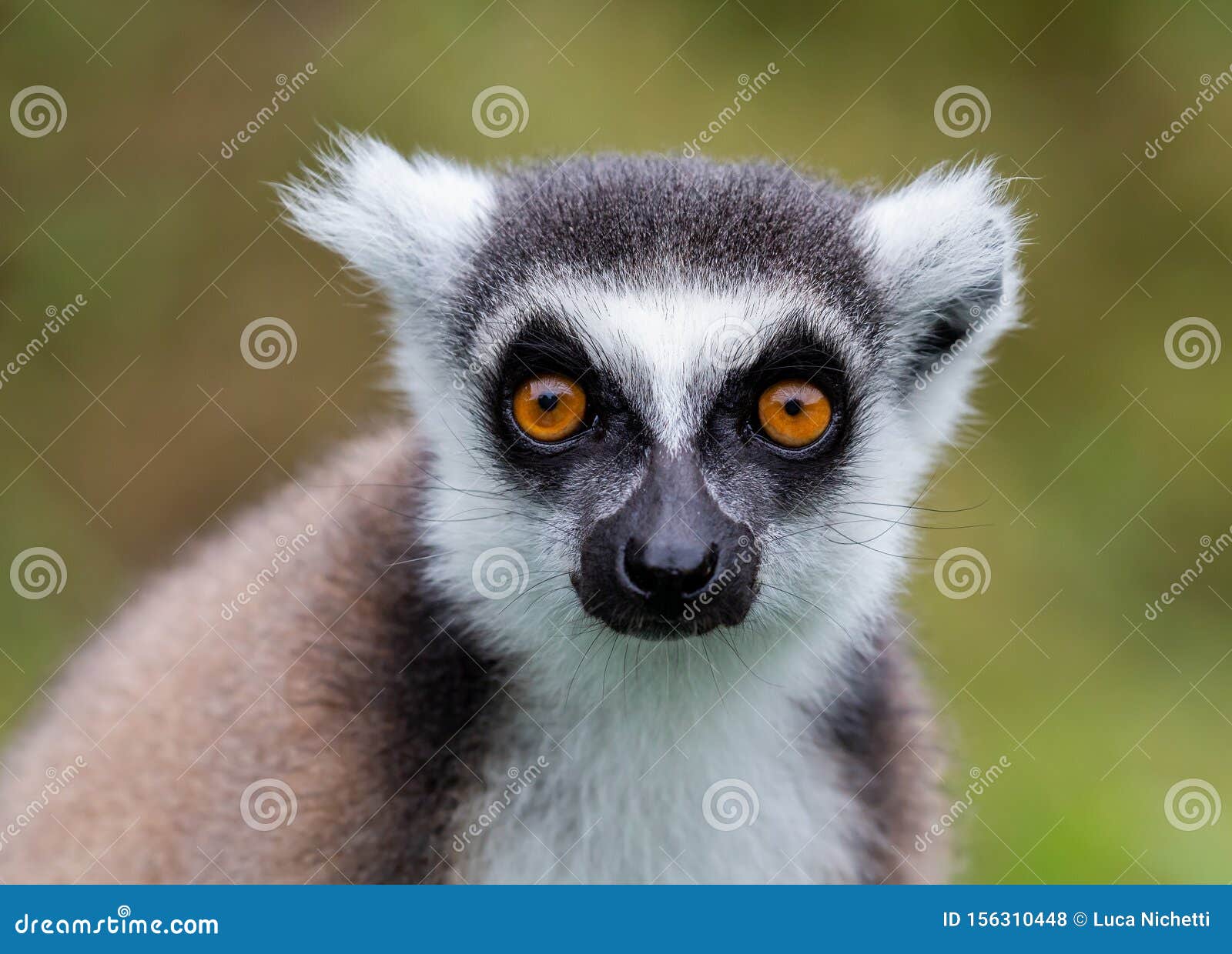 Ring-tailed Lemur Lemur Catta, Anja Reserve, Madagascar Stock Photo ...