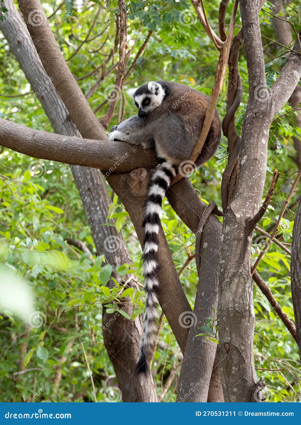 The Ring-tailed Lemur, Lemur Catta, Resting on a Tree with Its Tail ...