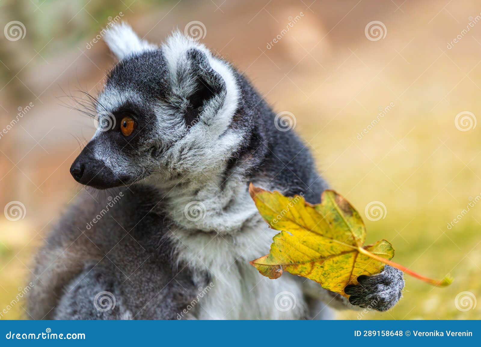 Ring-tailed Lemur Catta with a Tree Leaf in His Paw Stock Photo - Image ...