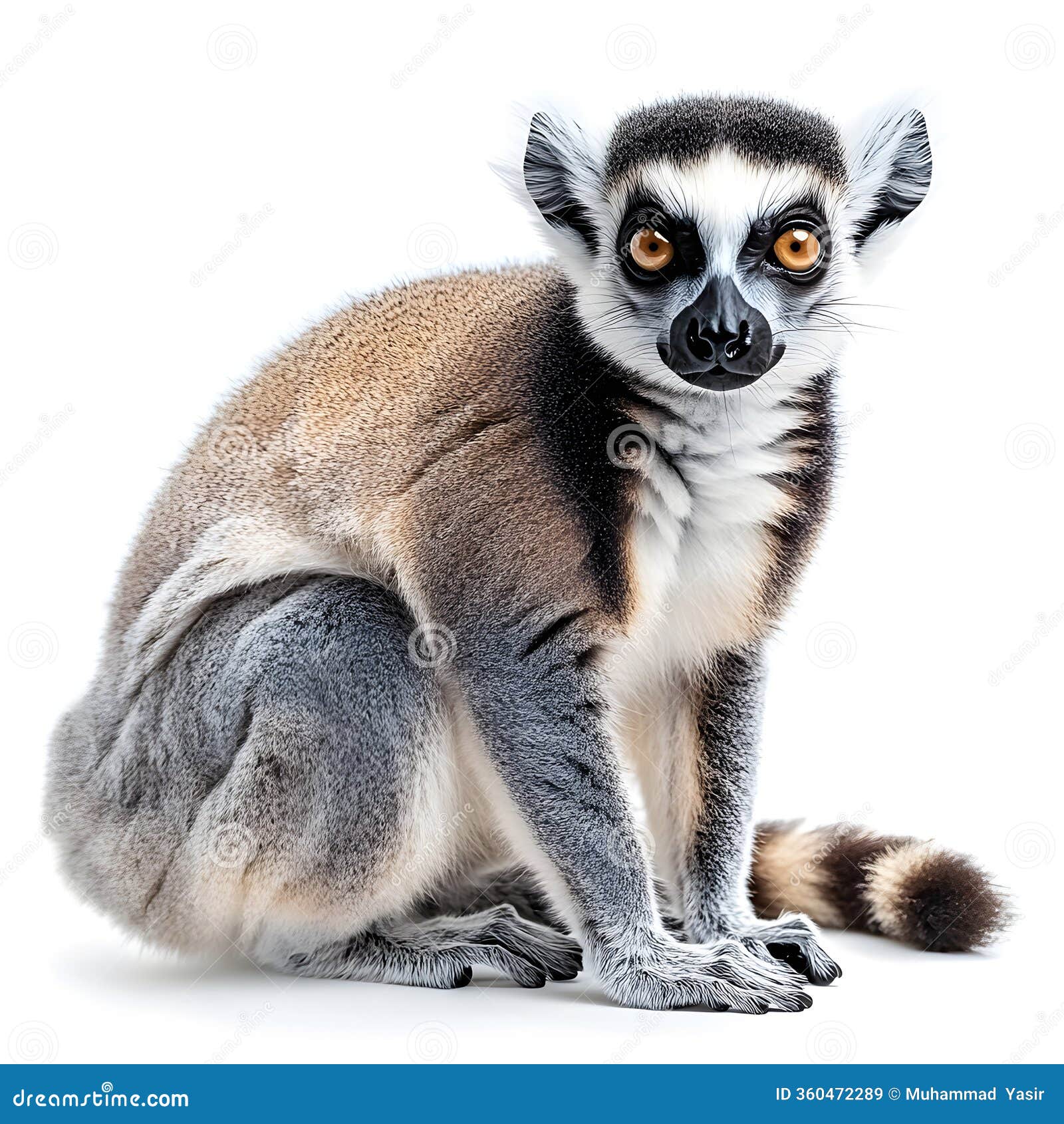 Ring-tailed Lemur, Lemur Catta, 7 Years Old, Standing In Front Of White ...