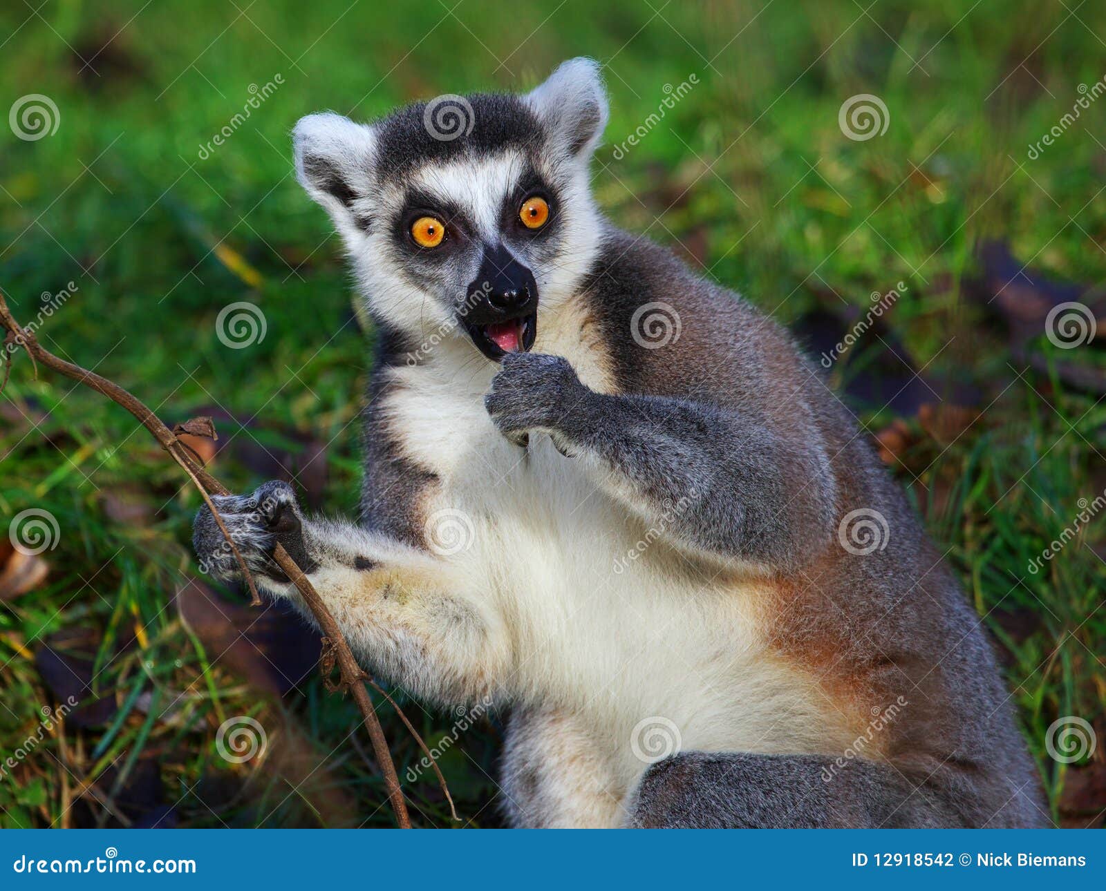 Ring Tailed Lemur Cleaning His Teeth Stock Photo - Image of tooth ...