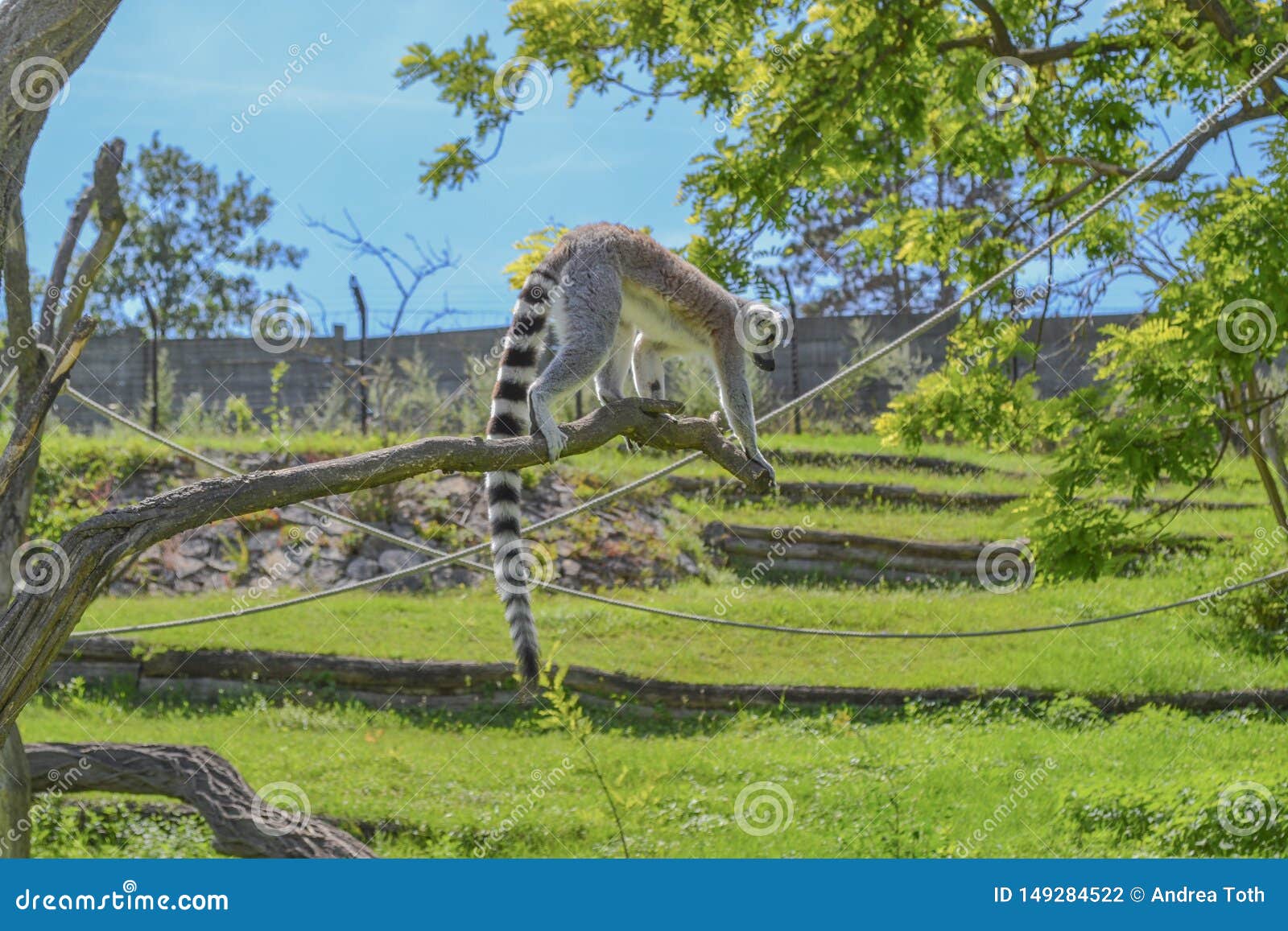 Ring Tailed Lemur Climb on the Tree Stock Photo - Image of forest ...