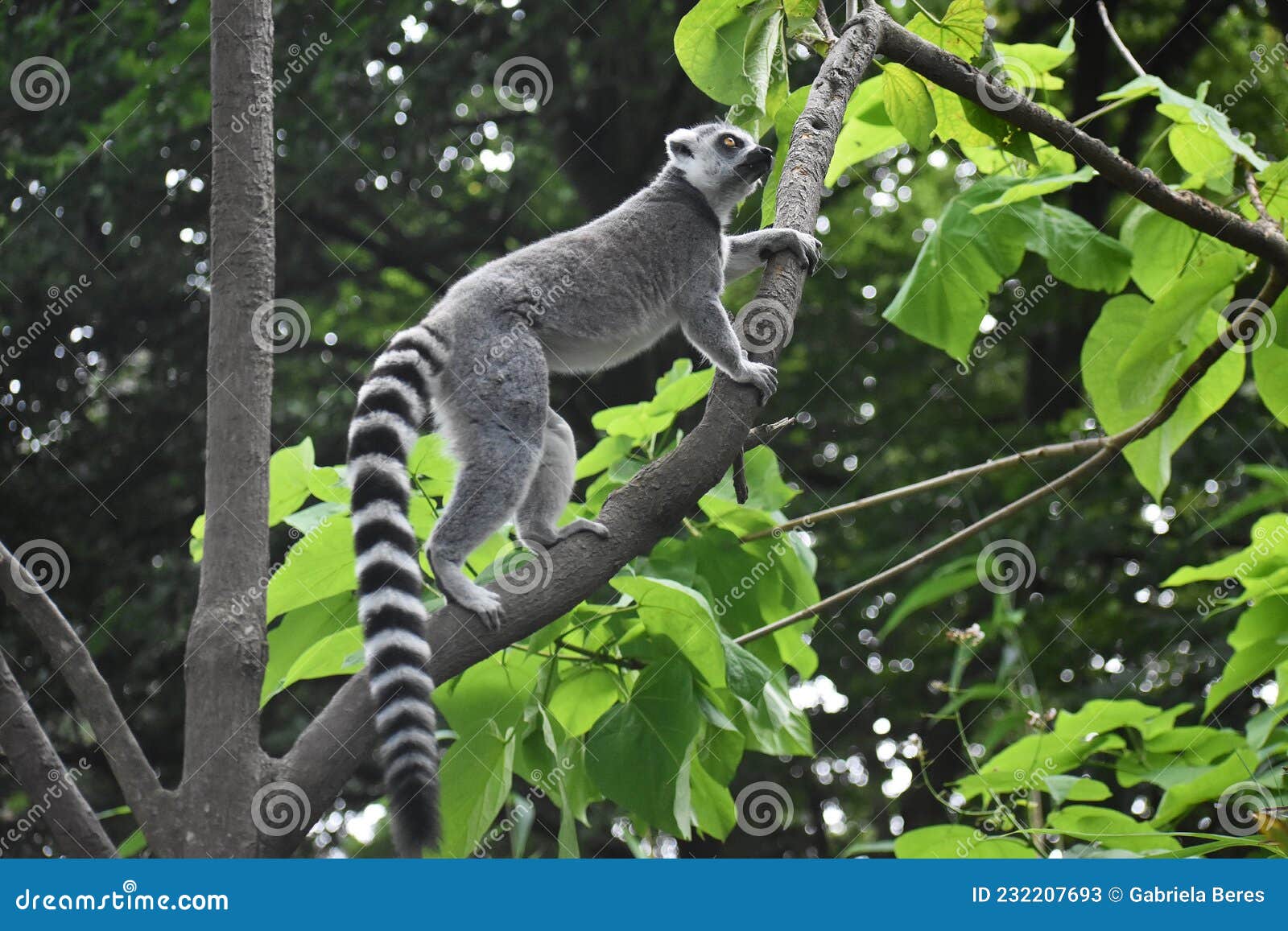 Ring Tailed Lemur Climbing in a Tree. Stock Image - Image of garden ...