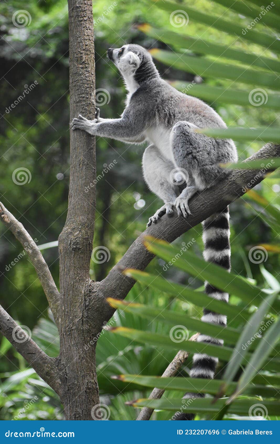 Ring Tailed Lemur Climbing in a Tree. Stock Photo - Image of avifauna ...