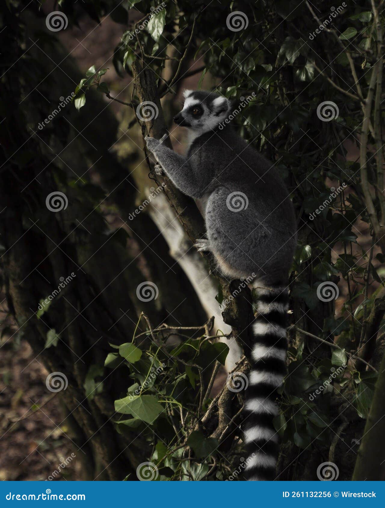 Ring-tailed Lemur Clinging Climbing the Tree Branch Stock Photo - Image ...
