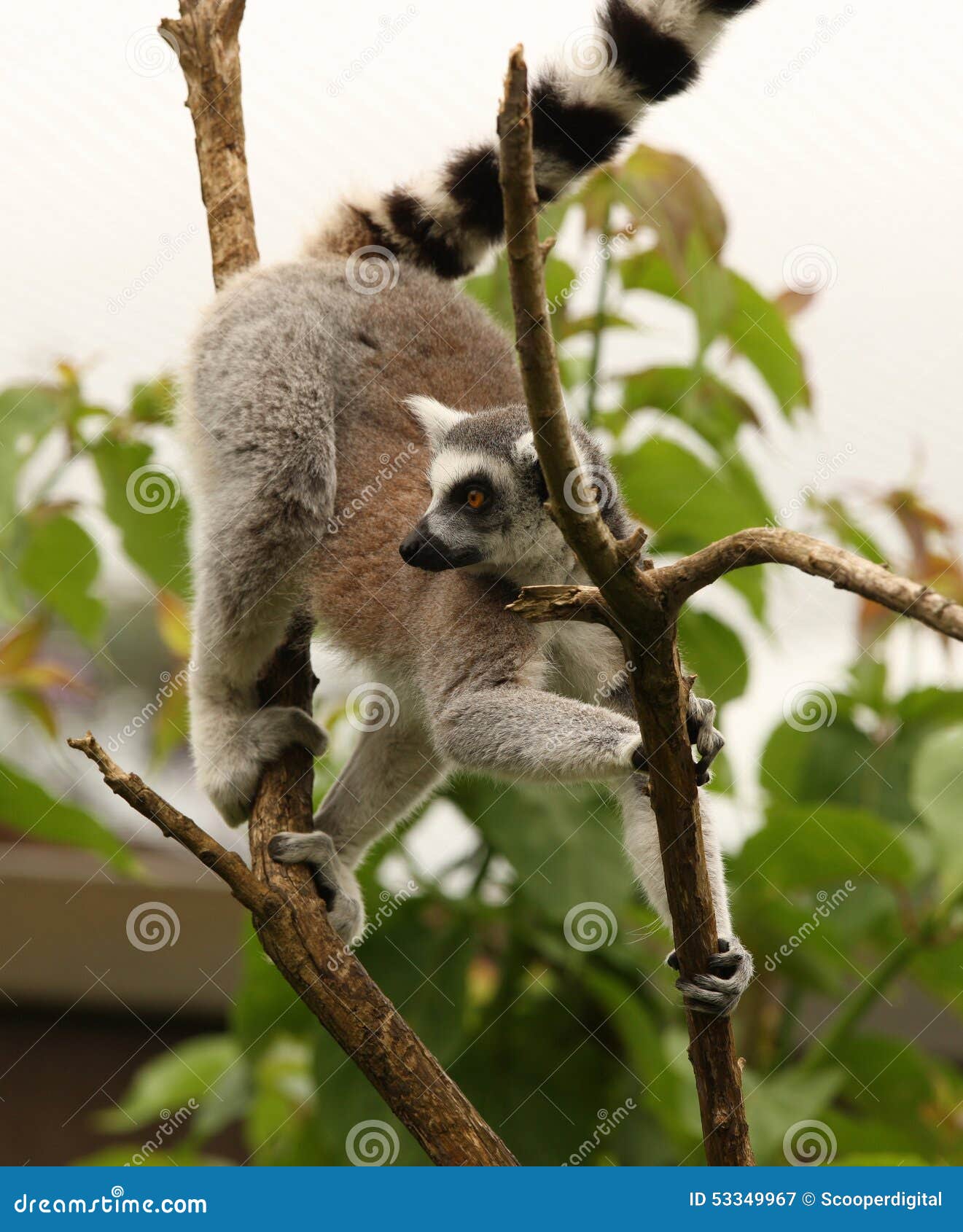Ring Tailed Lemur stock image. Image of madagascar, outdoors - 53349967