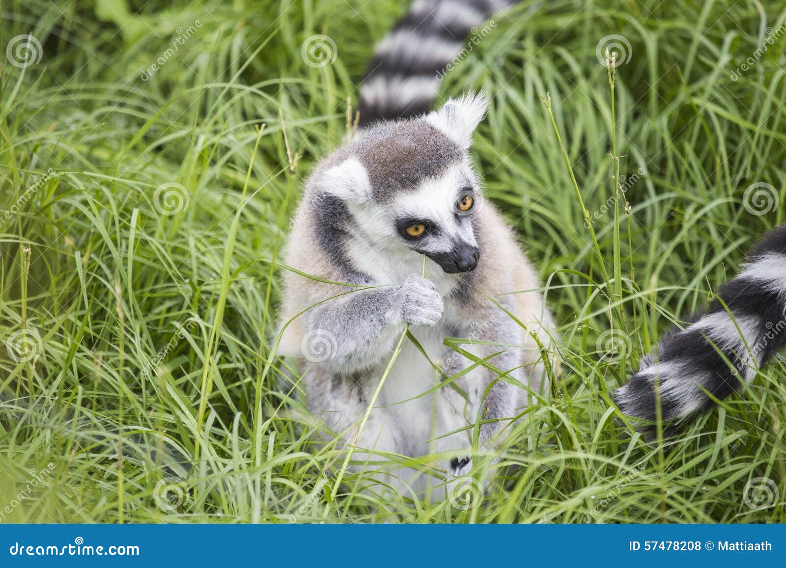 Ring-tailed lemur eating stock photo. Image of madagascar - 57478208