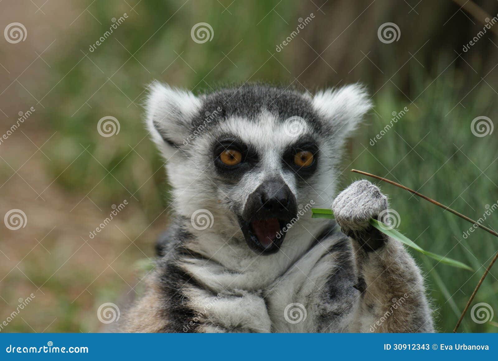 Ring-tailed lemur eating stock image. Image of marty - 30912343