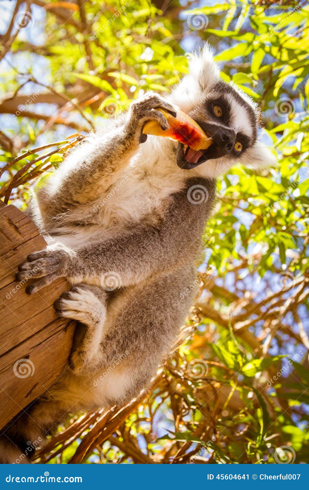 Ring Tailed Lemur Eating Fruit Stock Image - Image of eating, monkey ...