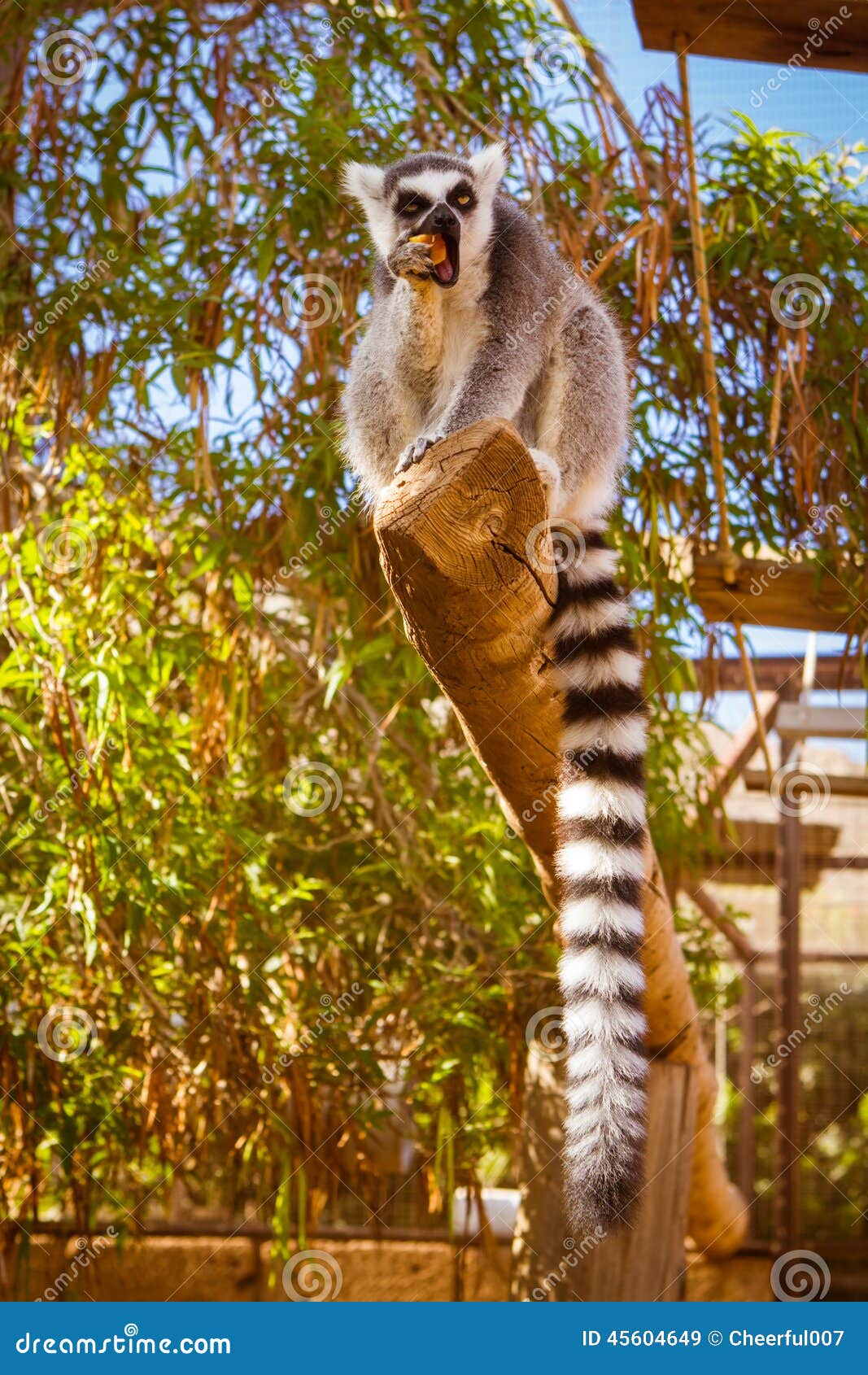 Ring Tailed Lemur Eating Fruit Stock Image - Image of fruit, black ...