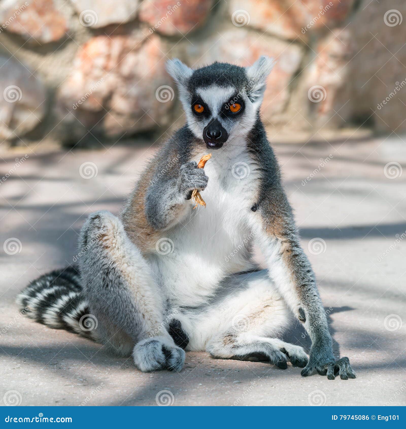 Ring-tailed Lemur Eating on the Ground Stock Photo - Image of primate ...