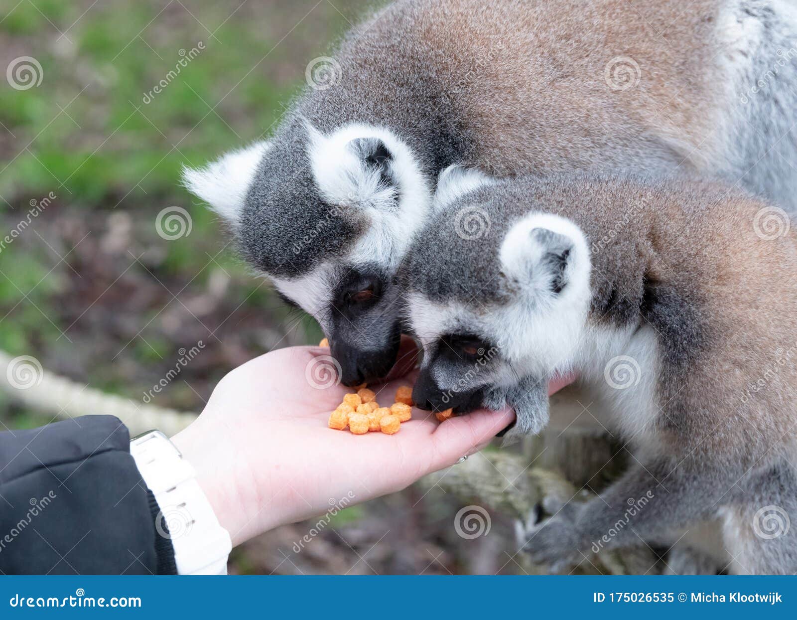 Ring-tailed Lemur eating stock image. Image of endangered - 175026535