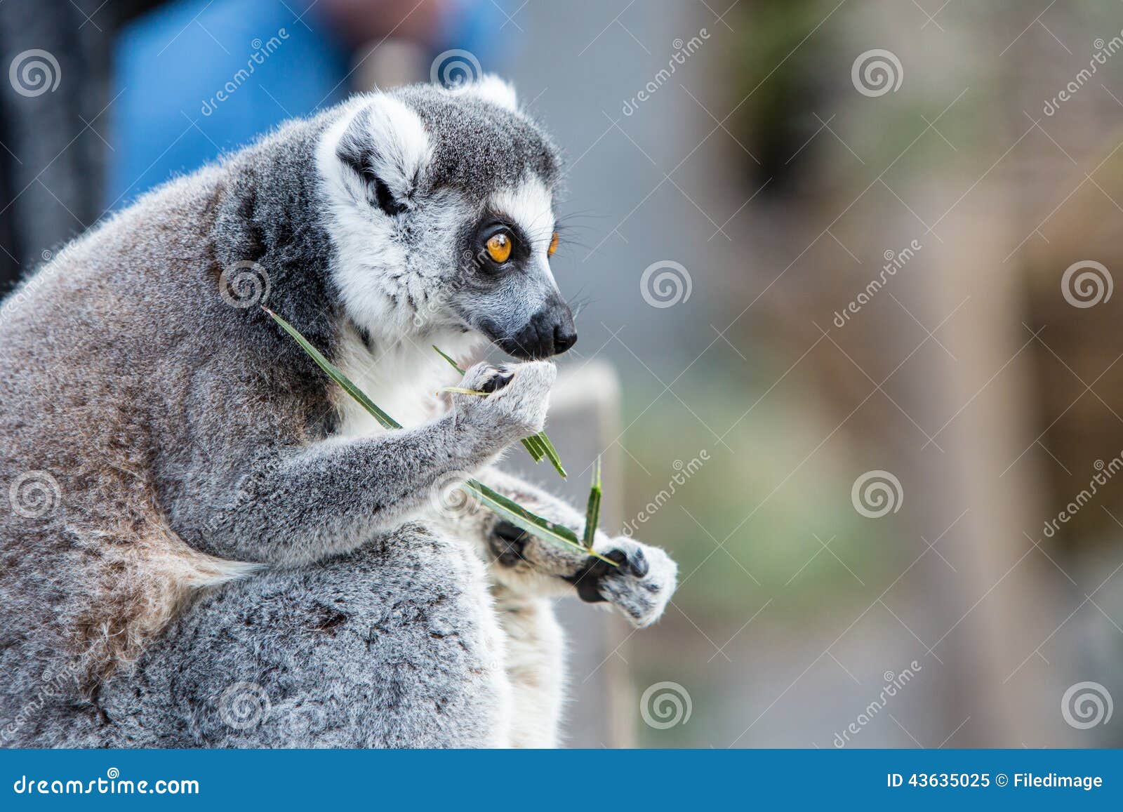 Ring-tailed Lemur Eating stock image. Image of face, outdoors - 43635025