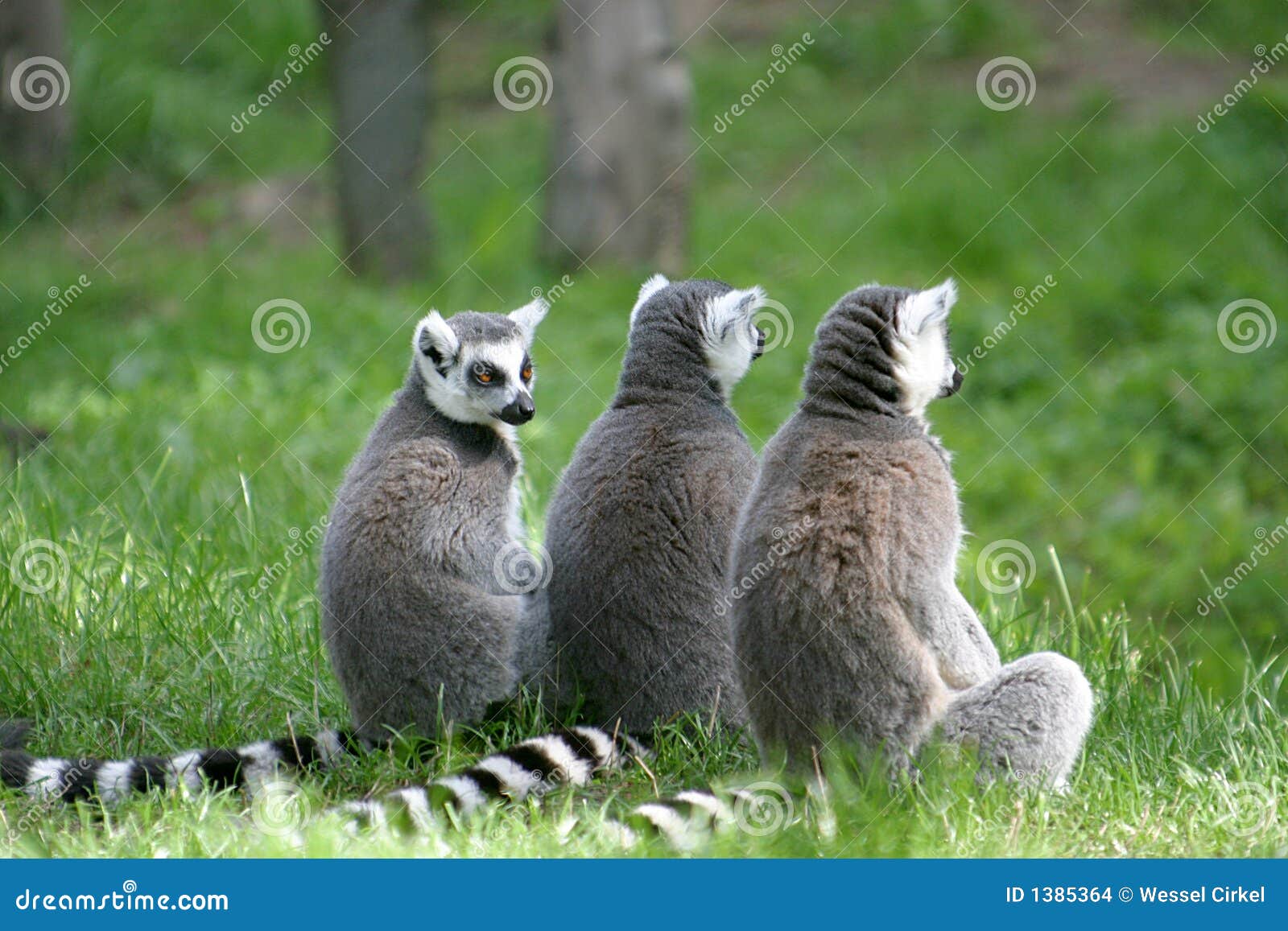 Ring-tailed Lemur family stock photo. Image of monkey - 1385364