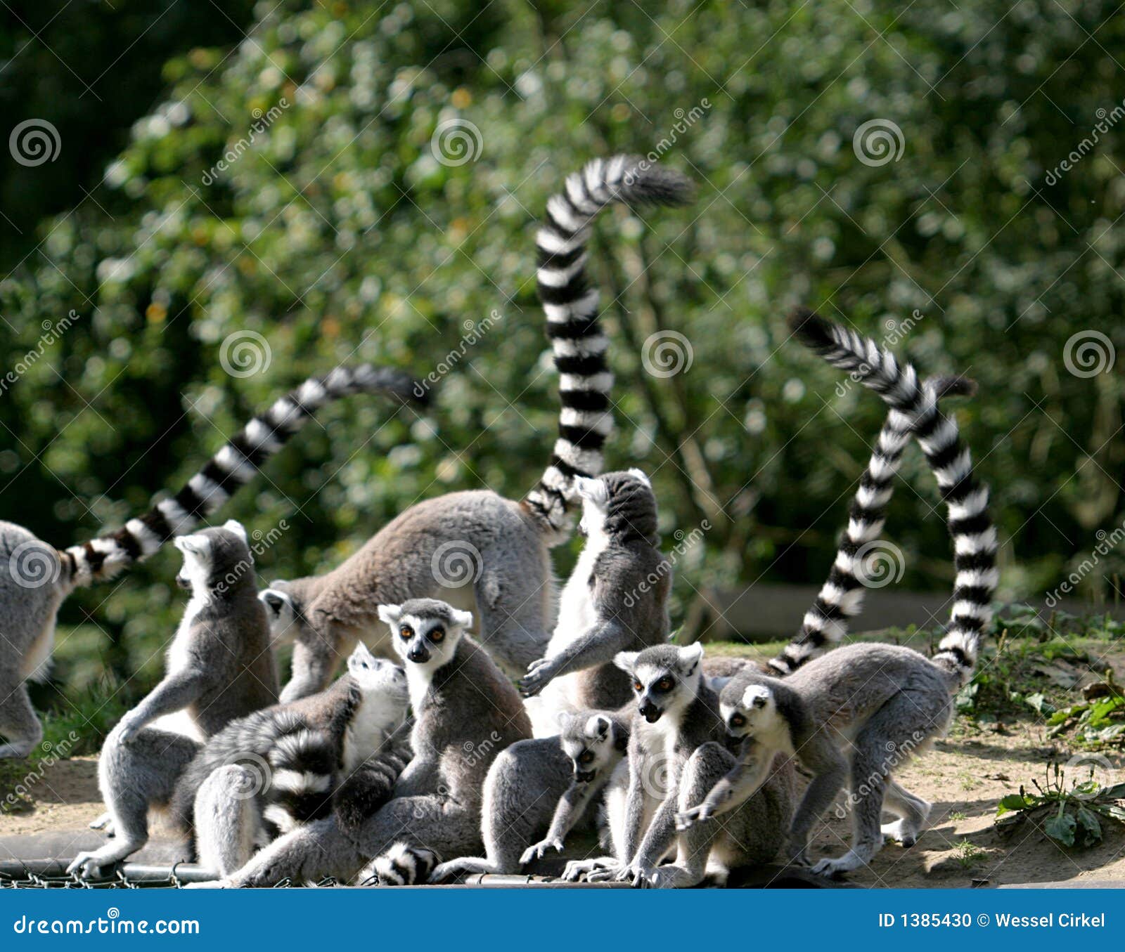 Ring-tailed Lemur family stock photo. Image of maki, animals - 1385430