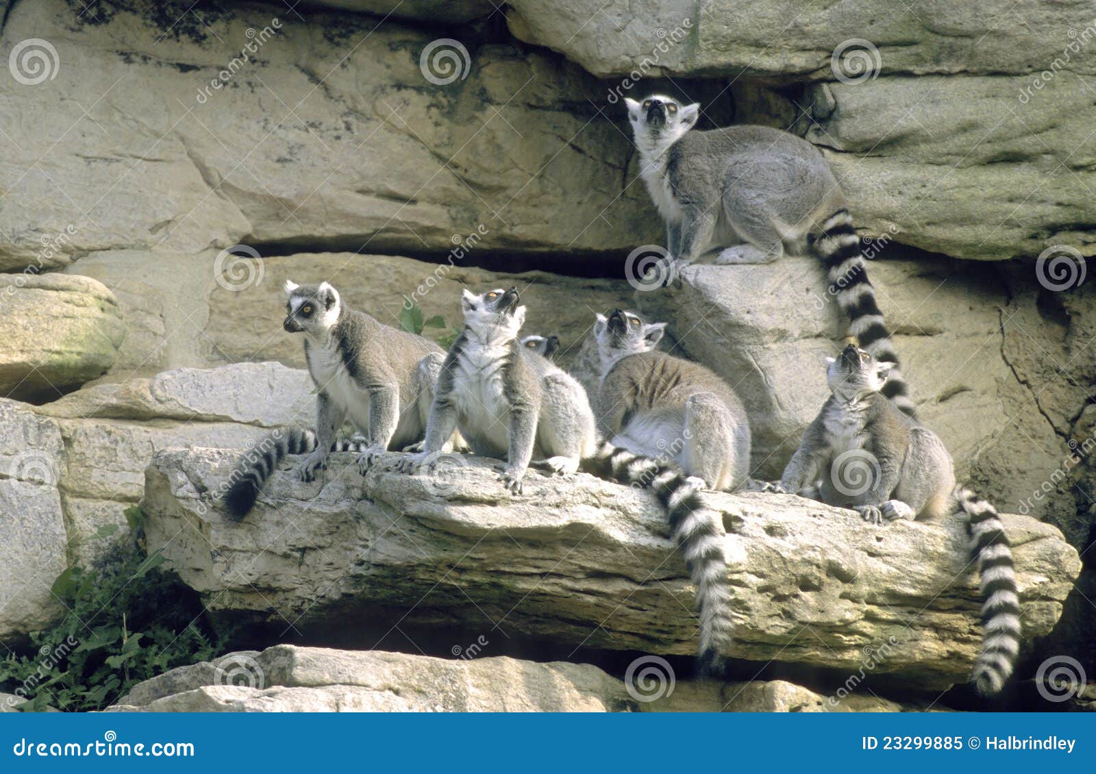 Ring-tailed Lemur Family stock image. Image of lemuridae - 23299885