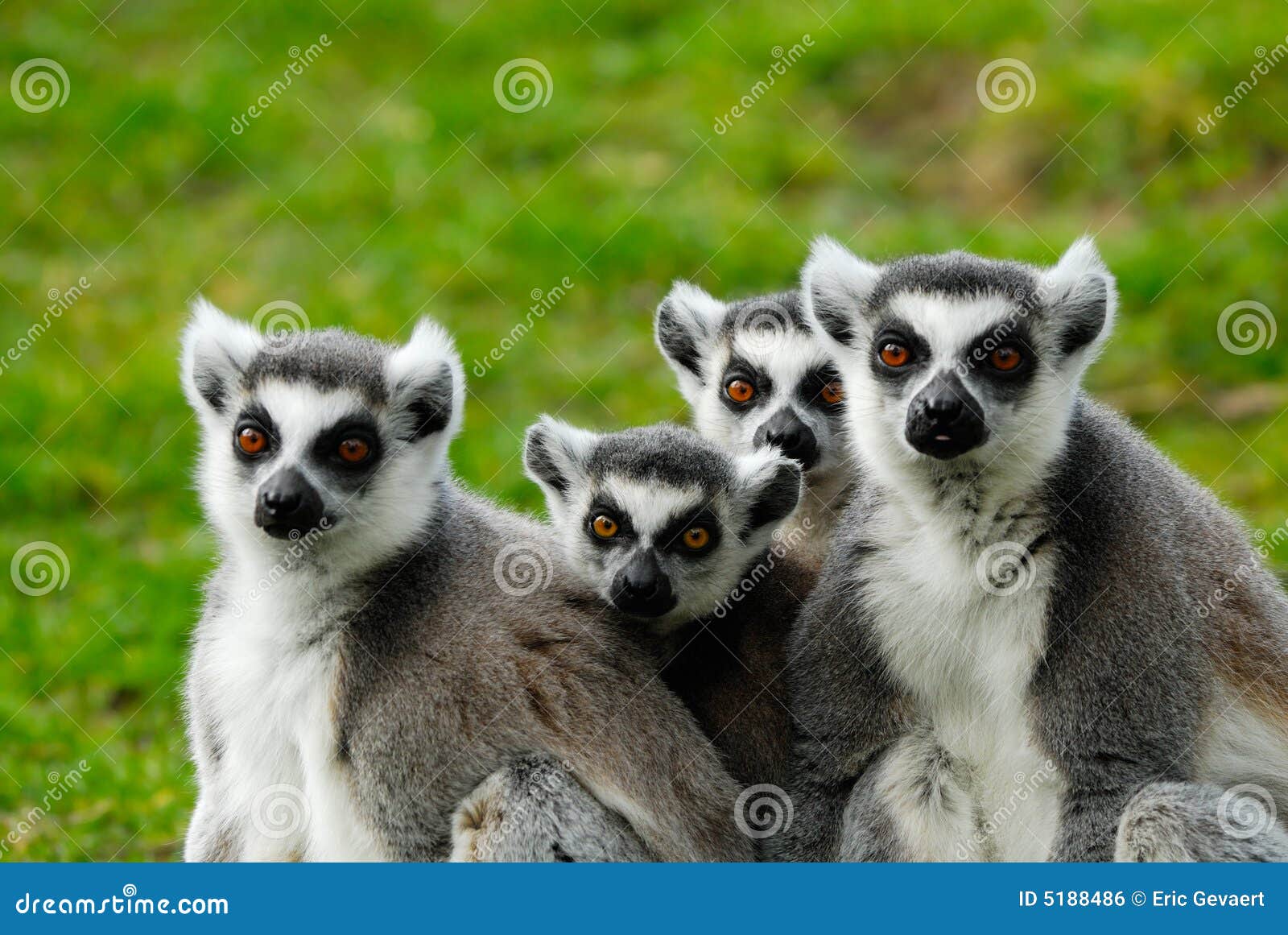 Ring-tailed lemur family stock photo. Image of beautiful - 5188486