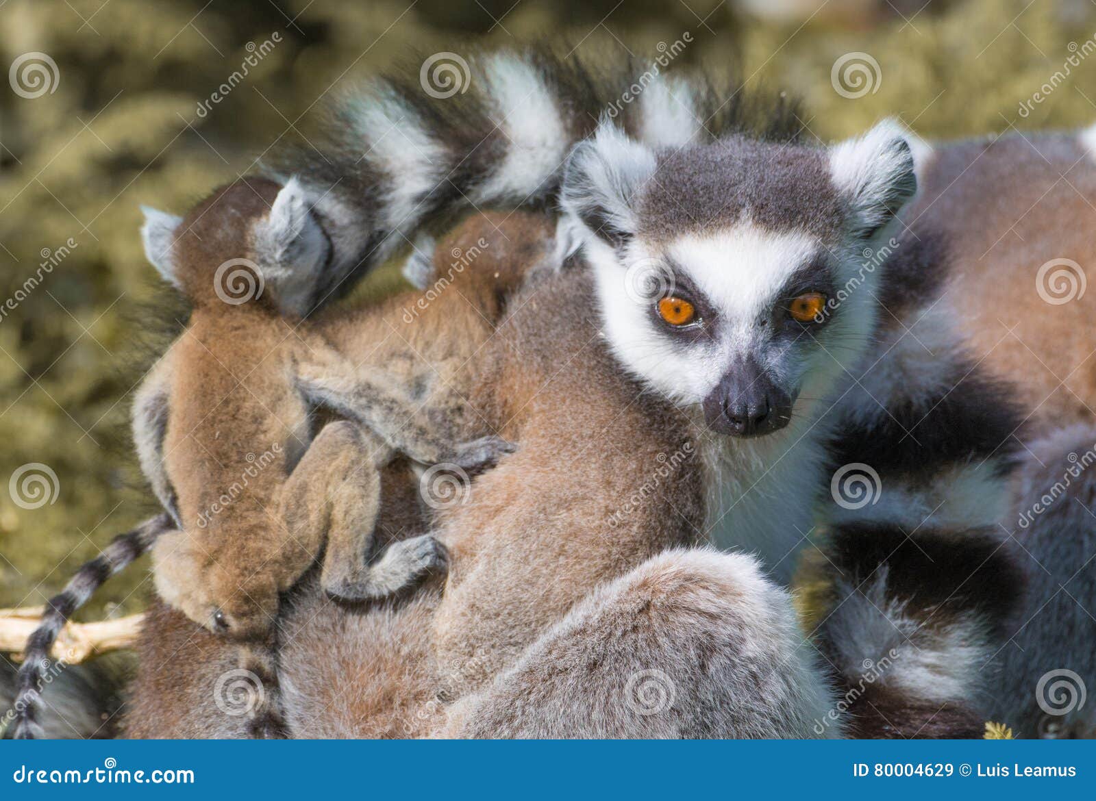 Ring-tailed lemur family stock image. Image of baby, breeding - 80004629