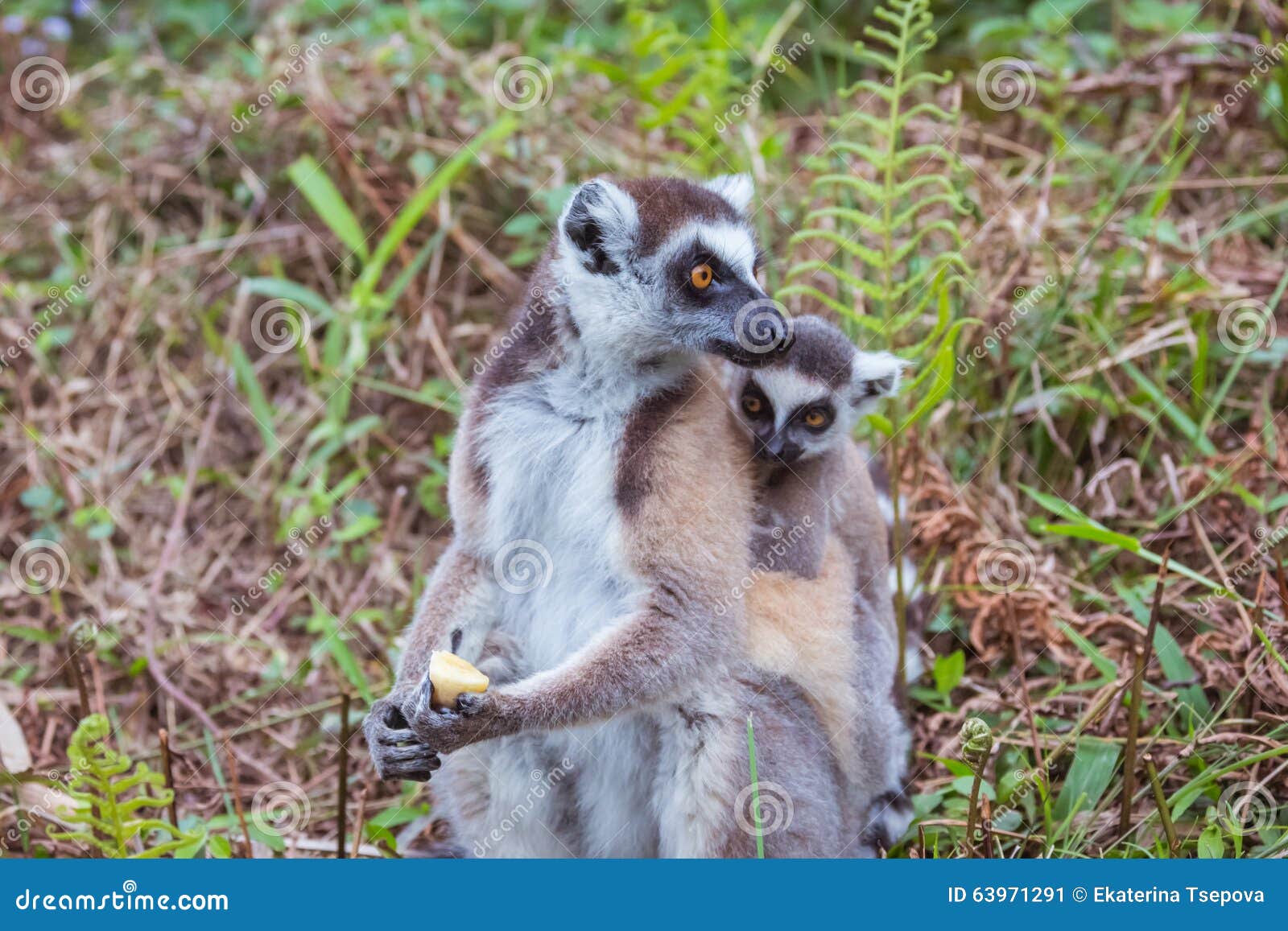 Ring-tailed lemur family stock image. Image of madagascar - 63971291