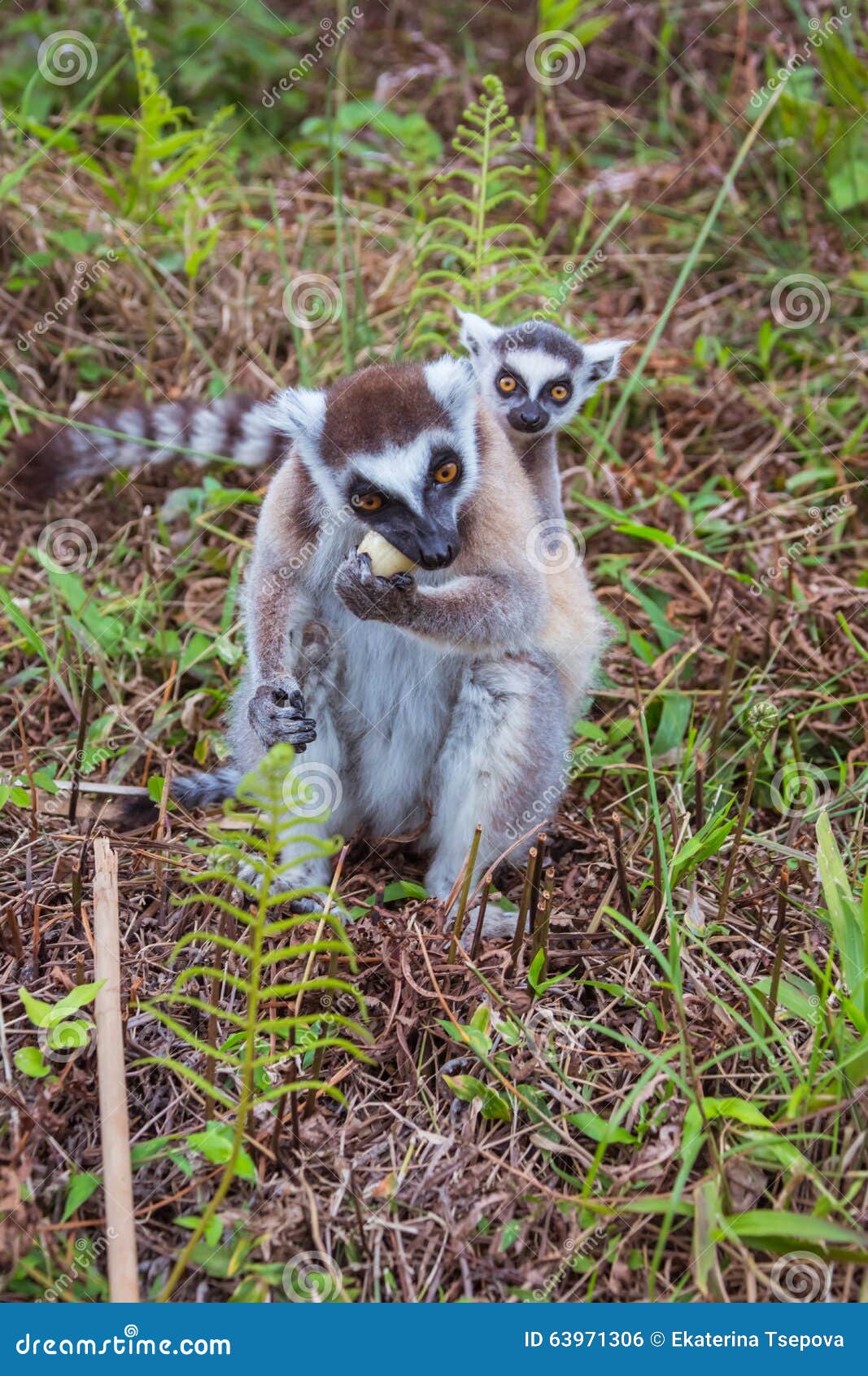 Ring-tailed lemur family stock photo. Image of park, looking - 63971306