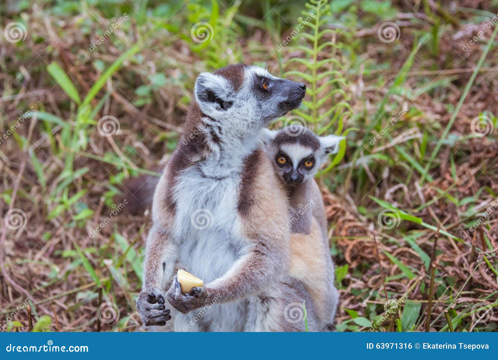 Ring-tailed lemur family stock photo. Image of africa - 63971316
