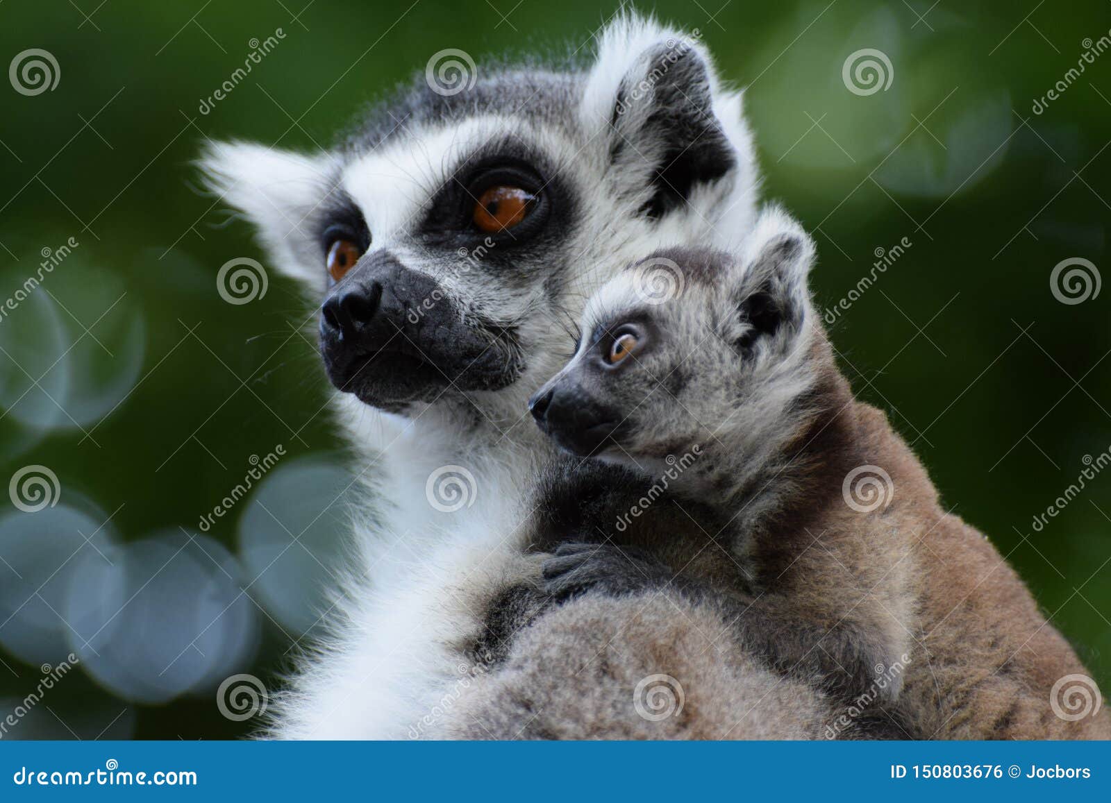 Ring tailed lemur family stock photo. Image of madagascar - 150803676