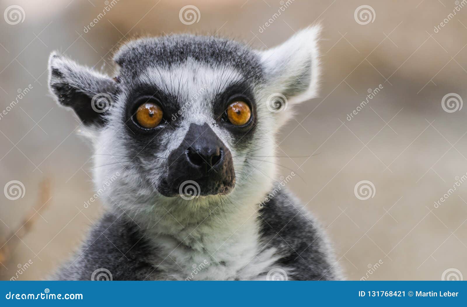 Ring Tailed Lemur Head Portrait Stock Image - Image of fluffy, head ...