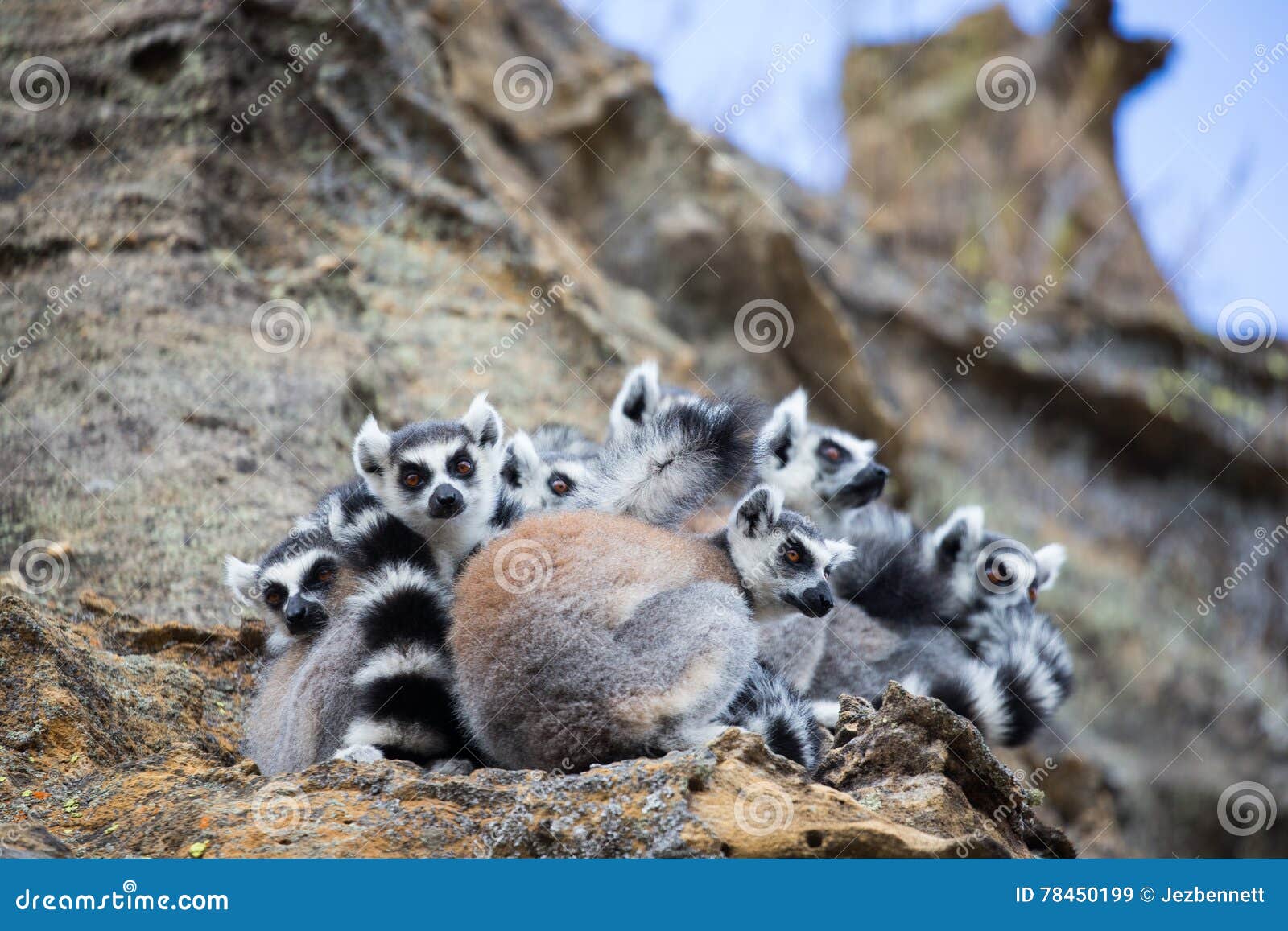 Ring-tailed Lemur Huddled Together Stock Image - Image of tailed ...