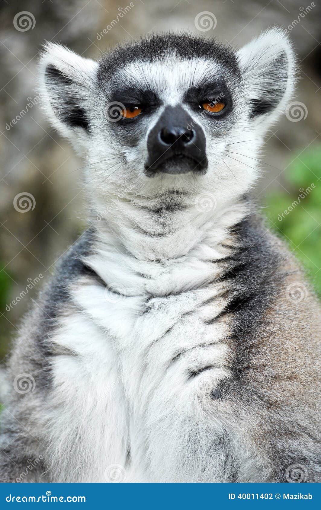 Ring-tailed lemur stock photo. Image of beautiful, nature - 40011402