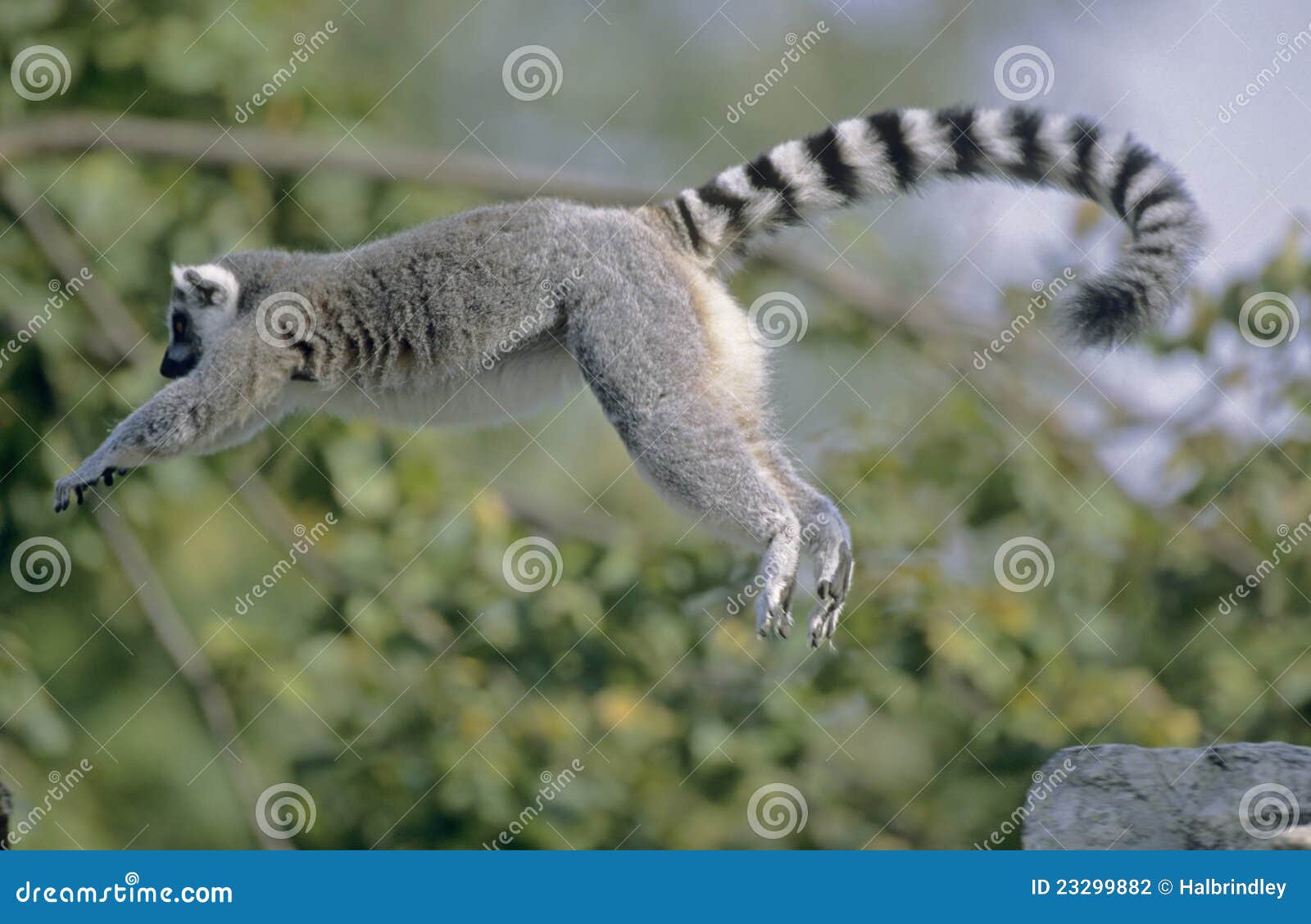 Ring-tailed Lemur jumping stock photo. Image of washington - 23299882