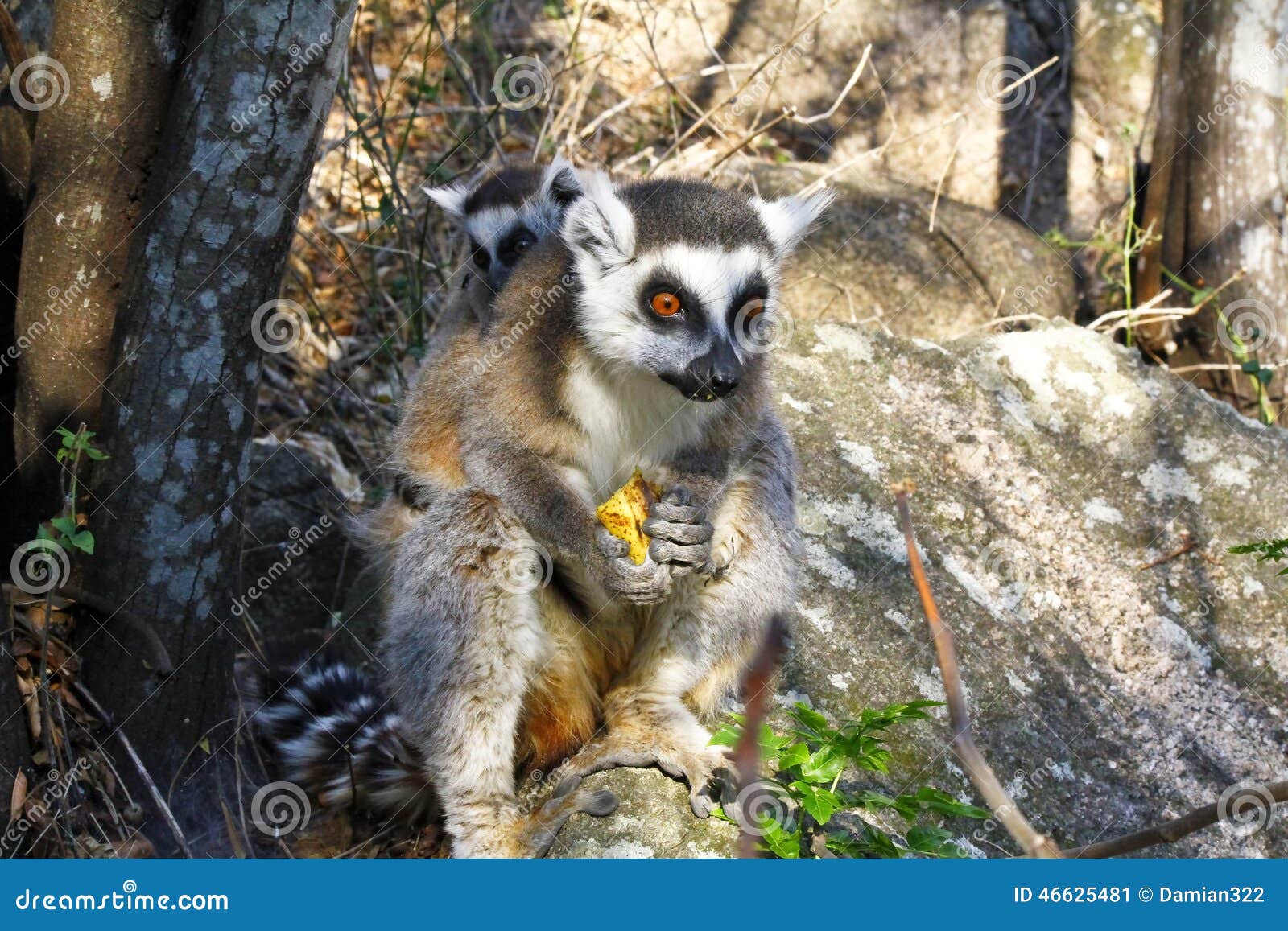 Ring-tailed Lemur (lemur Catta) and Cute Cup, Madagascar Stock Image ...