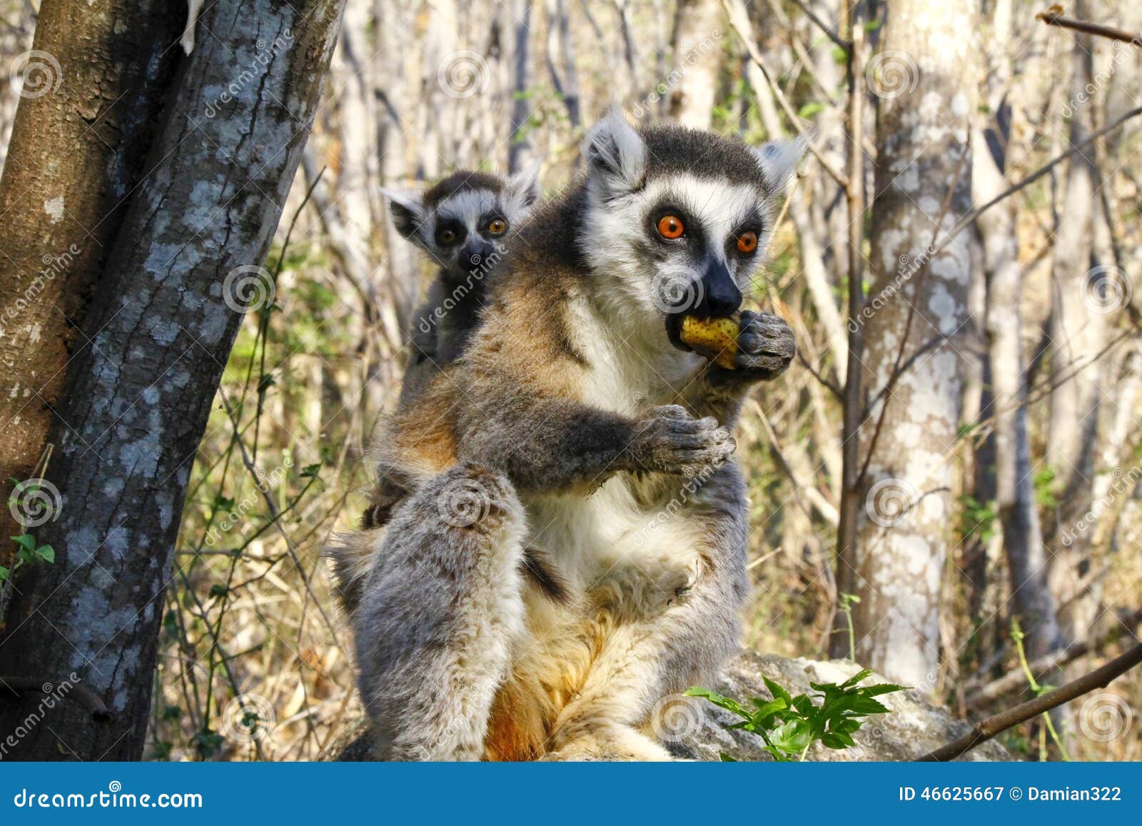 Ring-tailed Lemur (lemur Catta) and Cute Cup, Madagascar Stock Image ...
