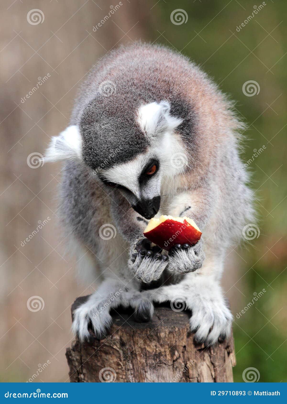 Ring-tailed Lemur (Lemur Catta) Eating a Fruit Stock Image - Image of ...