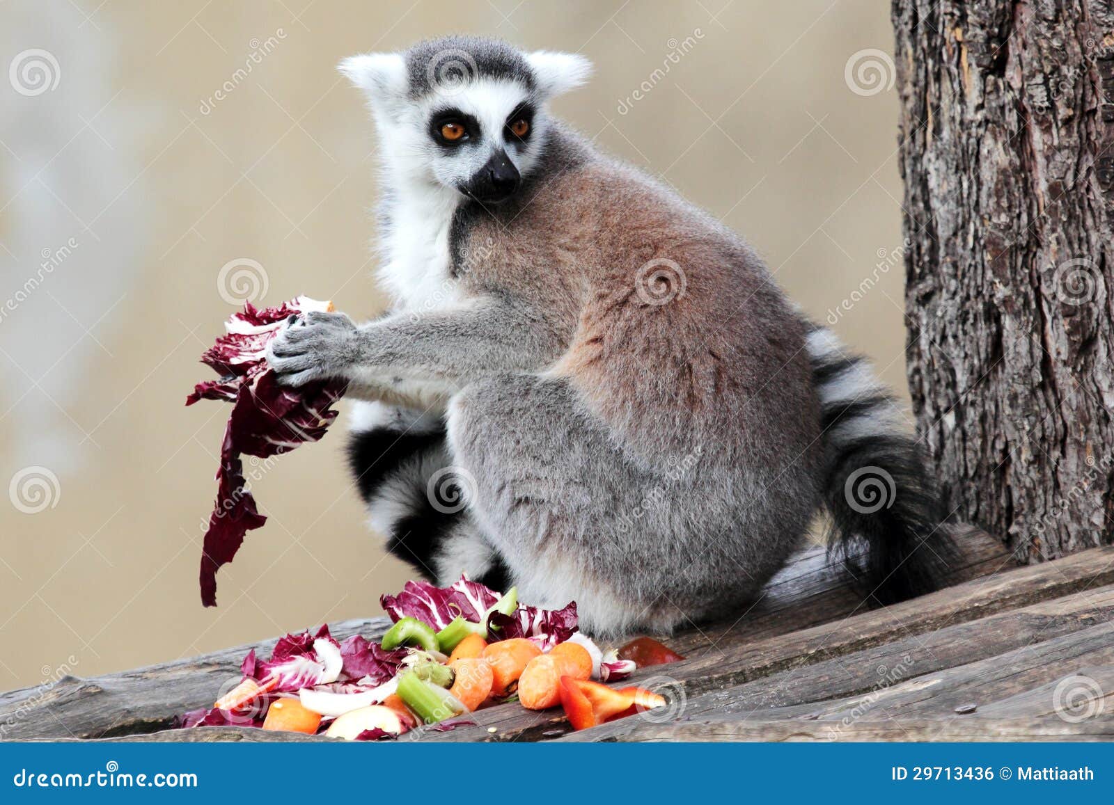 Ring-tailed Lemur (Lemur Catta) Eating Fruits and Vegetables Stock ...