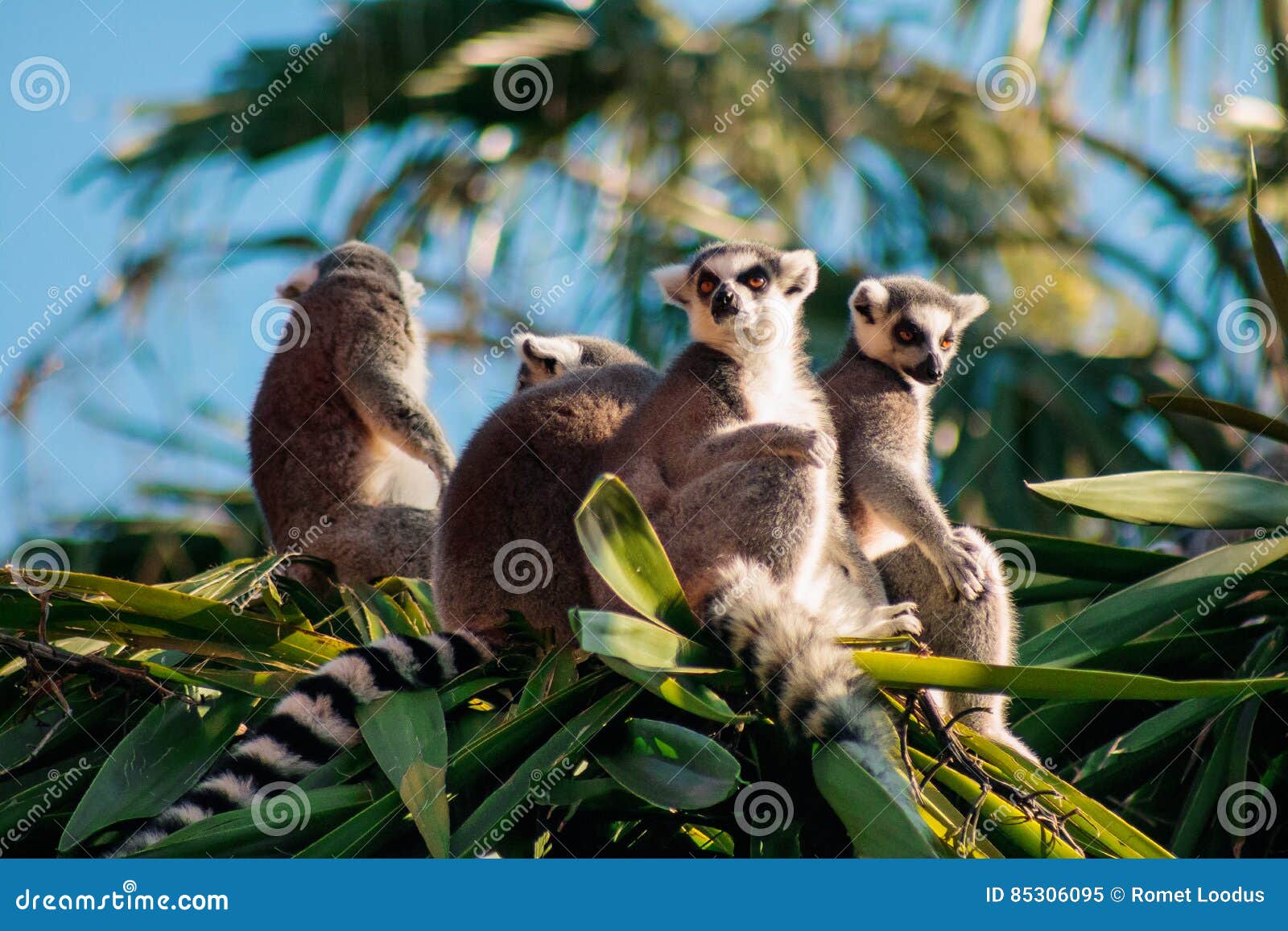 Ring-tailed Lemur Lemur Catta Stock Image - Image of madagascar, mammal ...