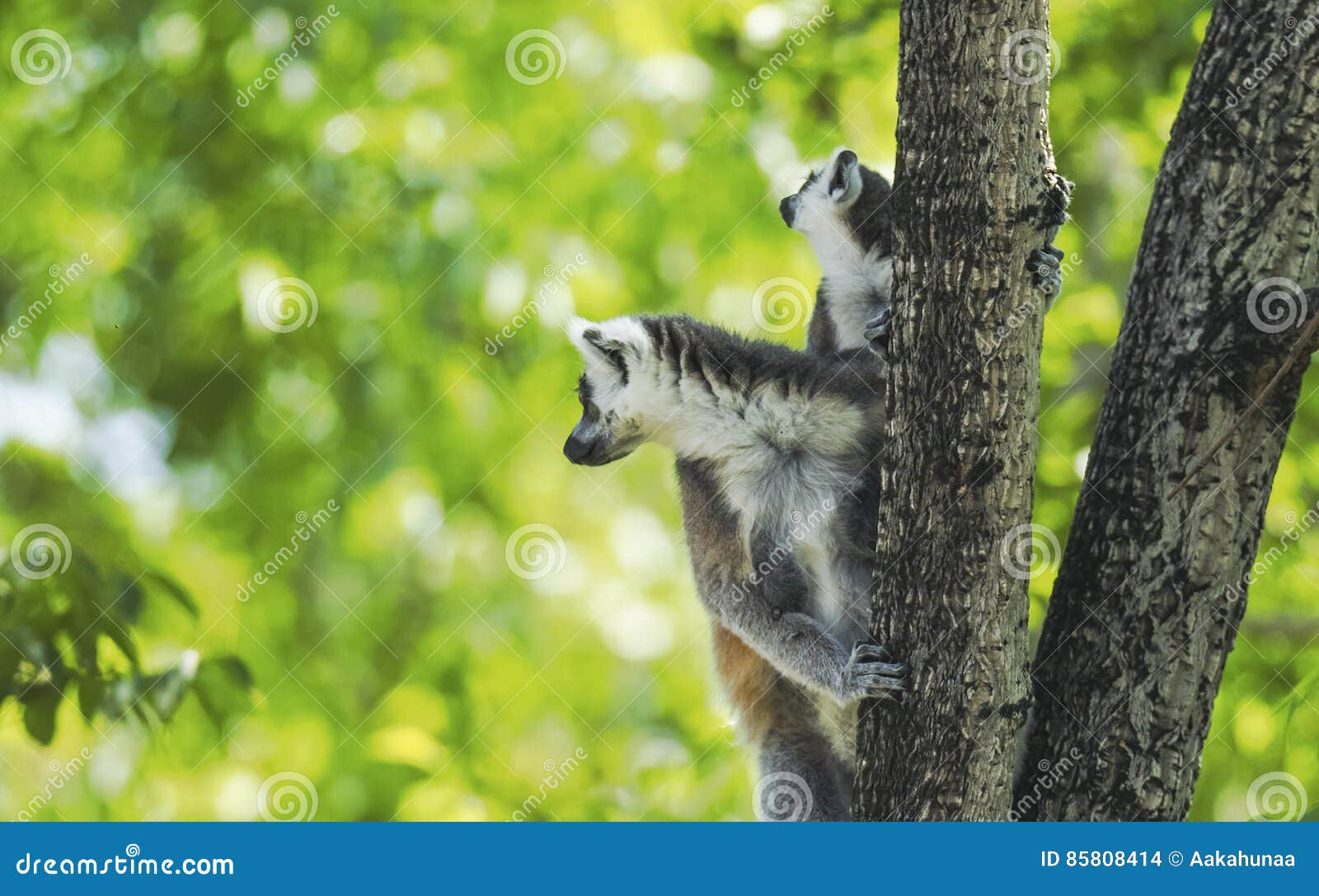 Ring - tailed lemur stock photo. Image of active, wildlife - 85808414