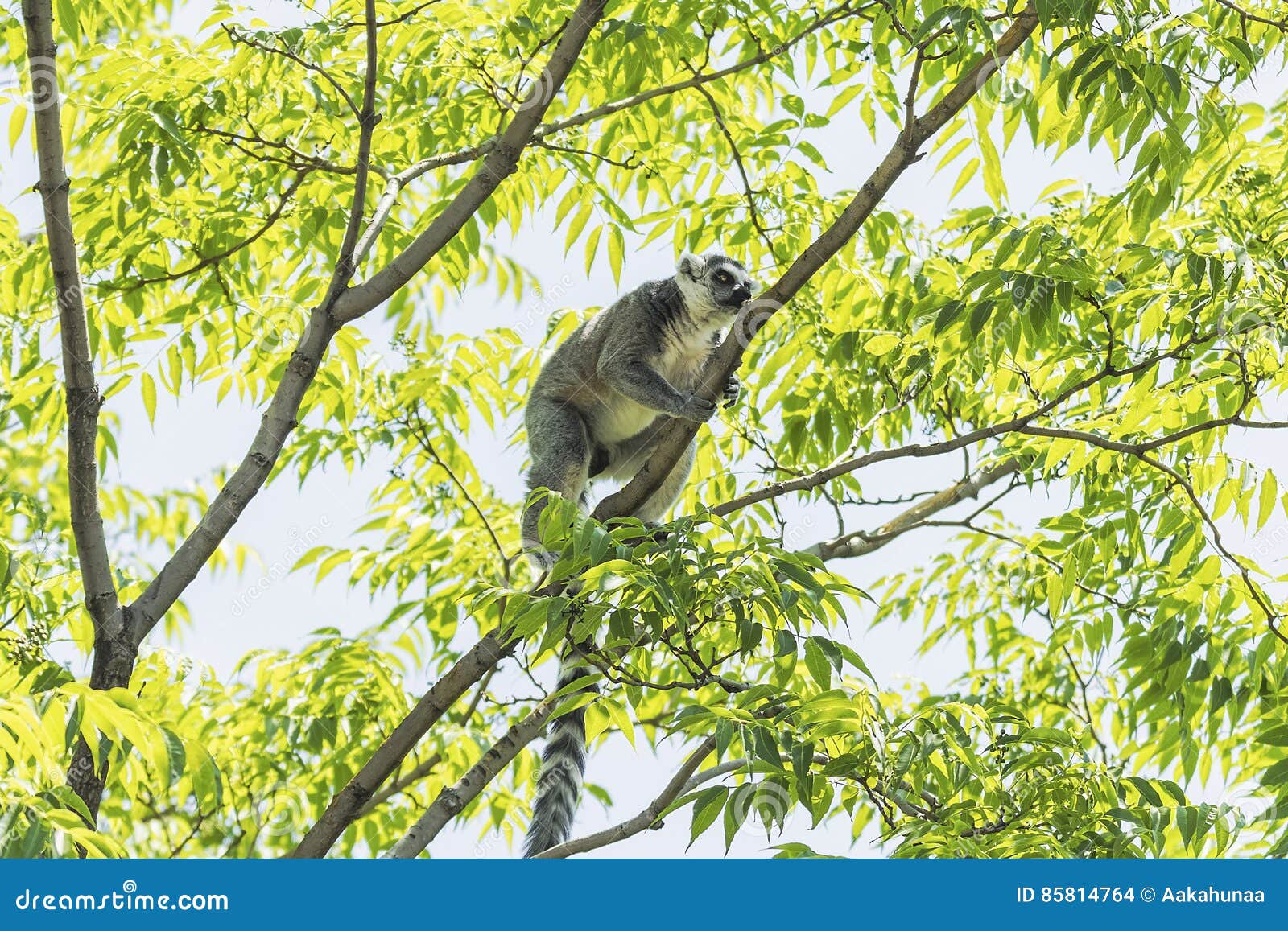 Ring - tailed lemur stock photo. Image of active, endangered - 85814764