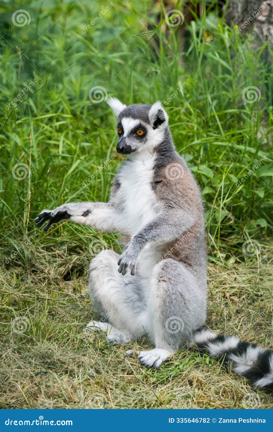 Ring Tailed Lemur with Long, Black and White Ringed Tail Stock Photo ...